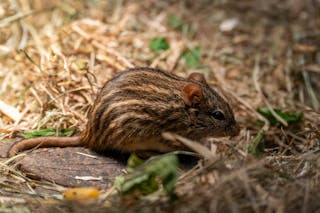 African Spiny Mouse: Fun Facts and Useful Information