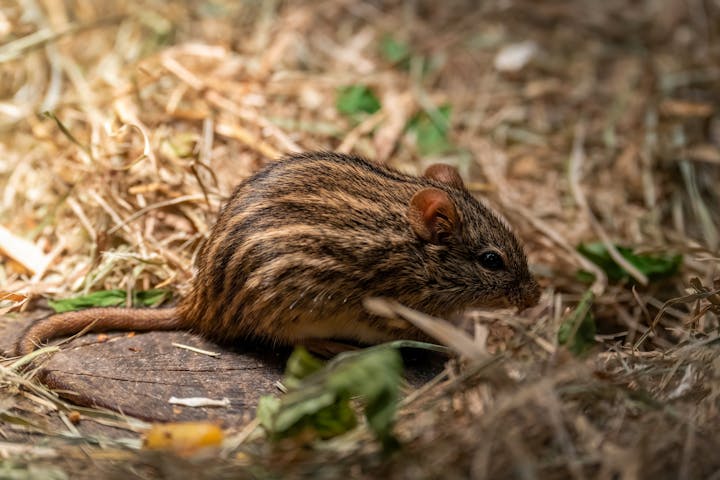 African Pygmy Mouse: Fun Facts and Care Tips for Beginners