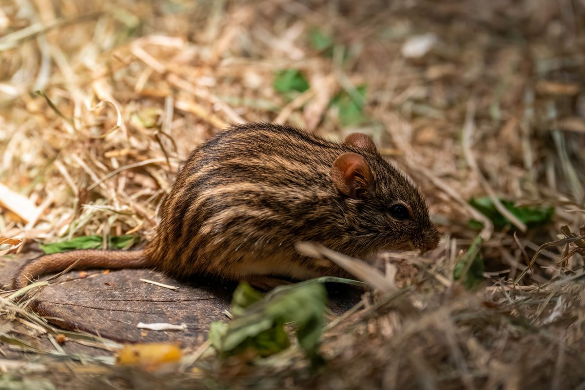 Sitting Mouse Photos, Download The BEST Free Sitting Mouse Stock Photos ...