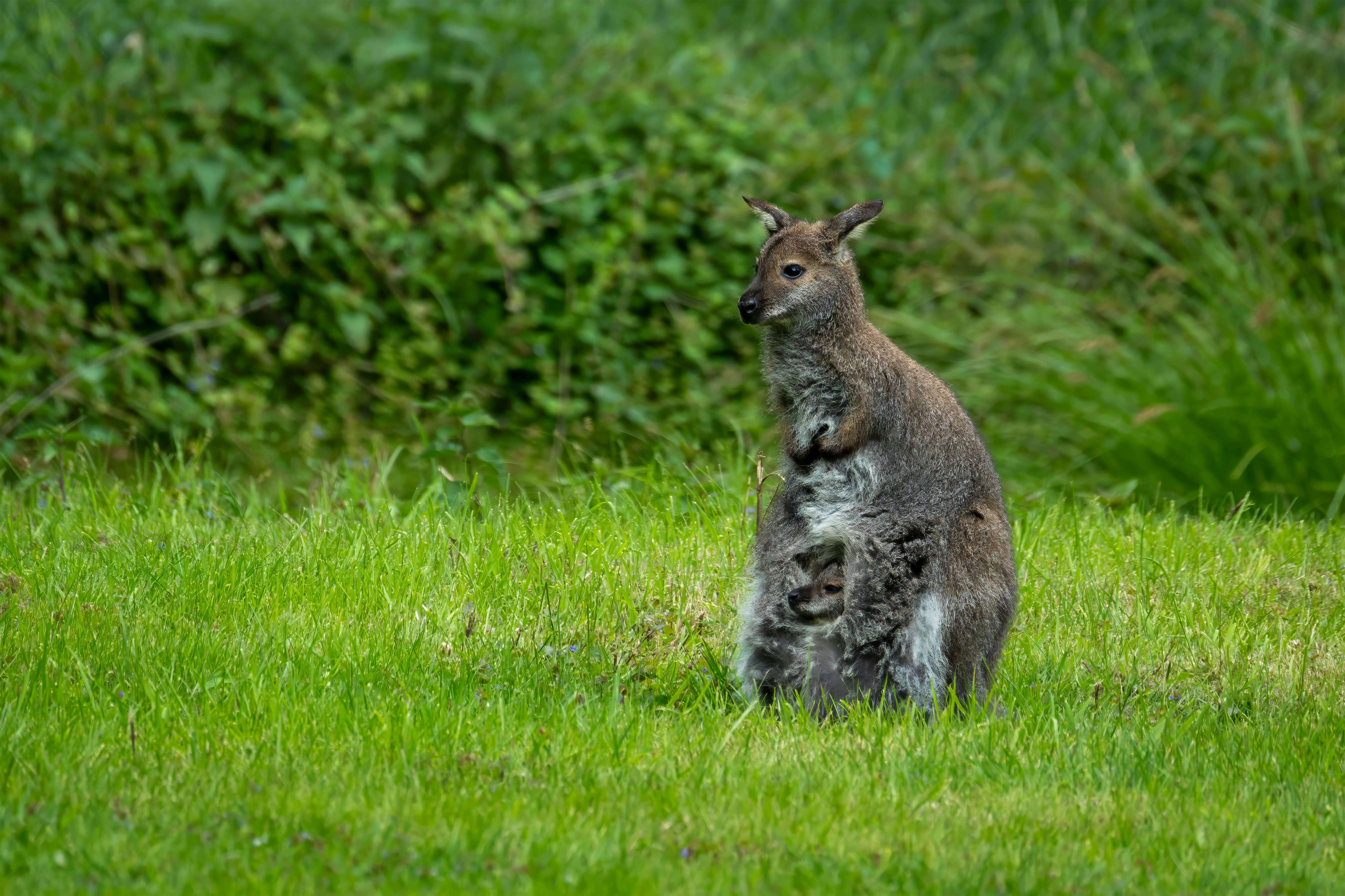 Wallaby with Joey in Lush Green Habitat · Free Stock Photo