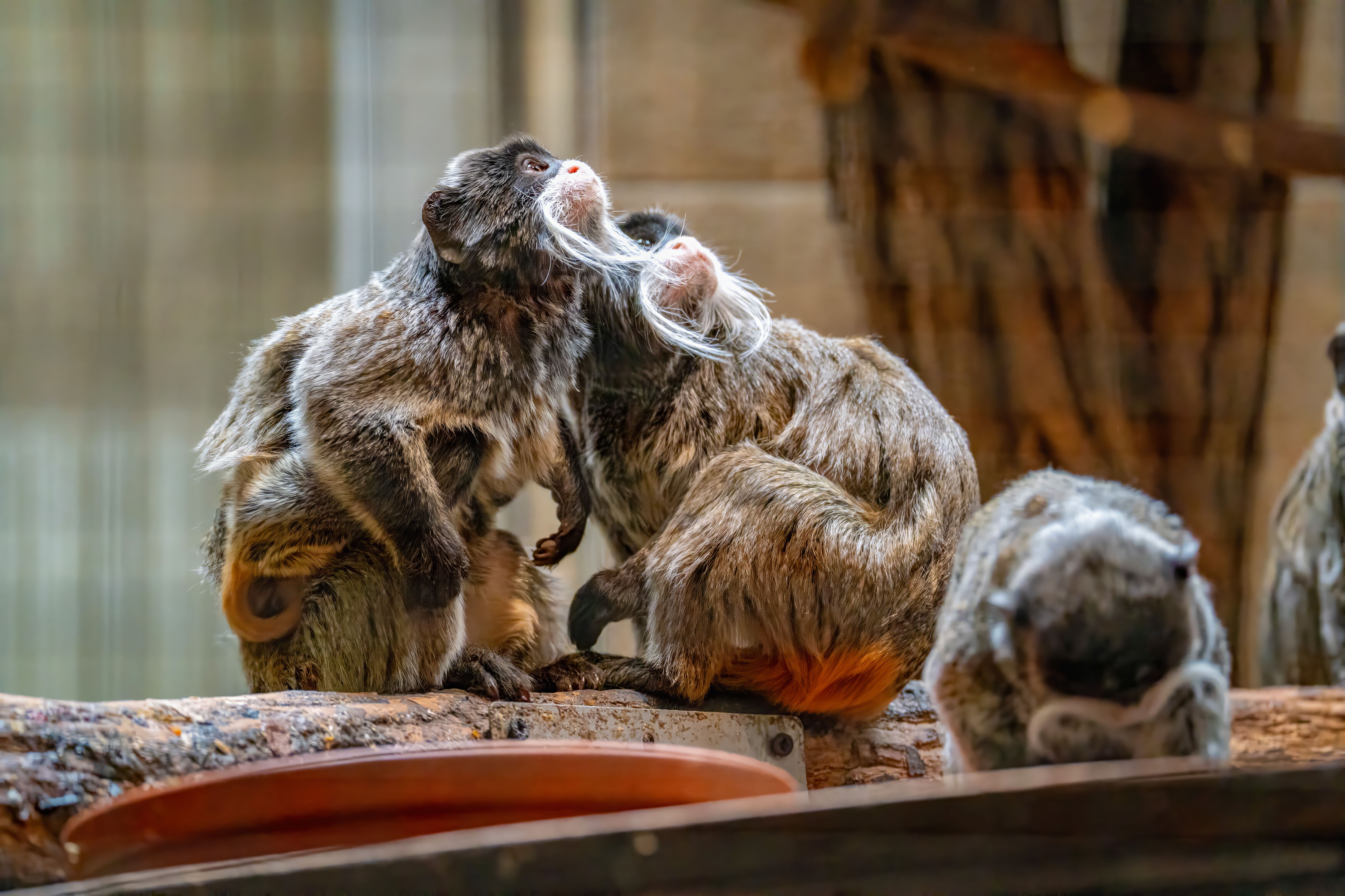 Playful Emperor Tamarins in Captivity · Free Stock Photo