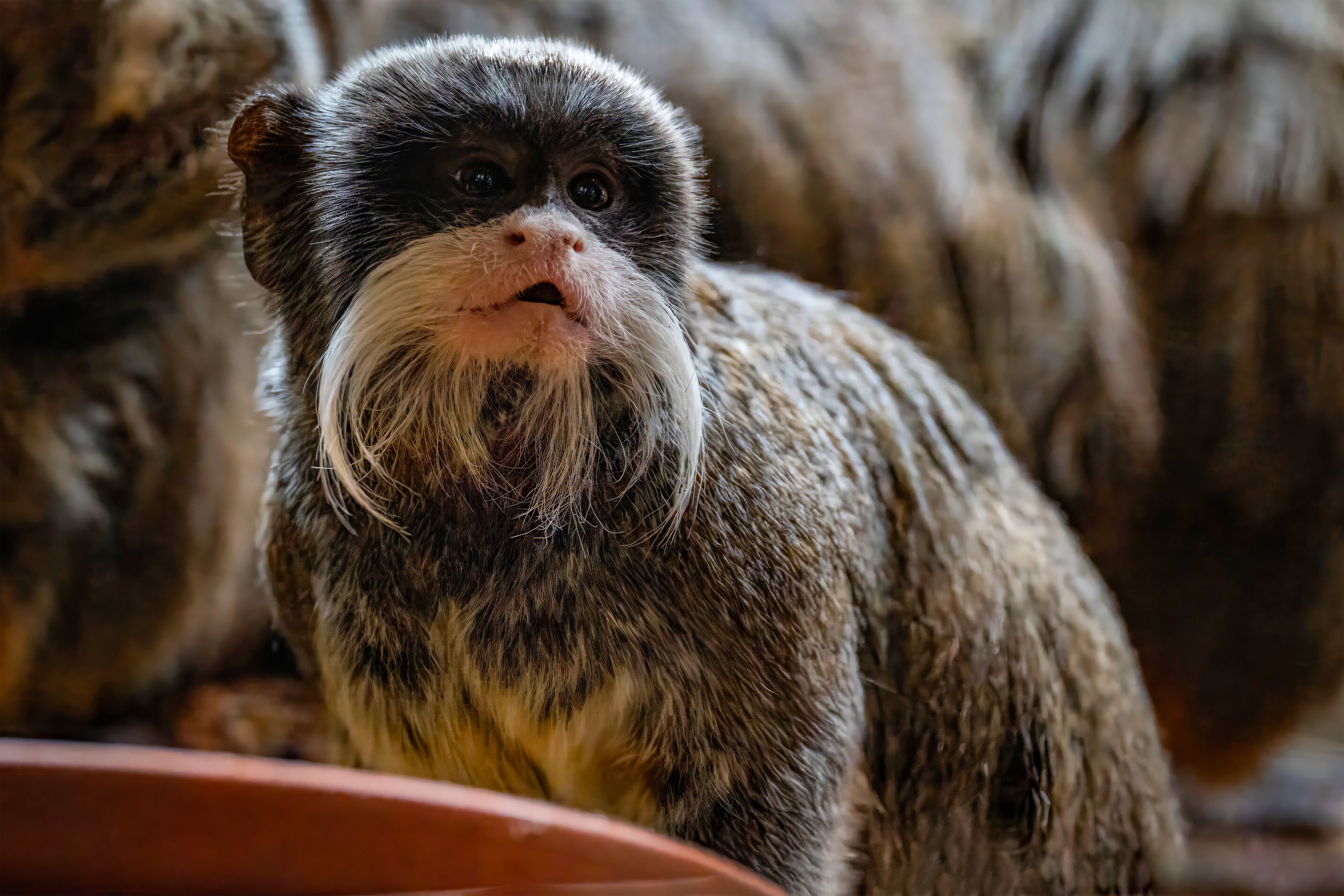 Mustache Monkey Photos, Download The BEST Free Mustache Monkey Stock ...
