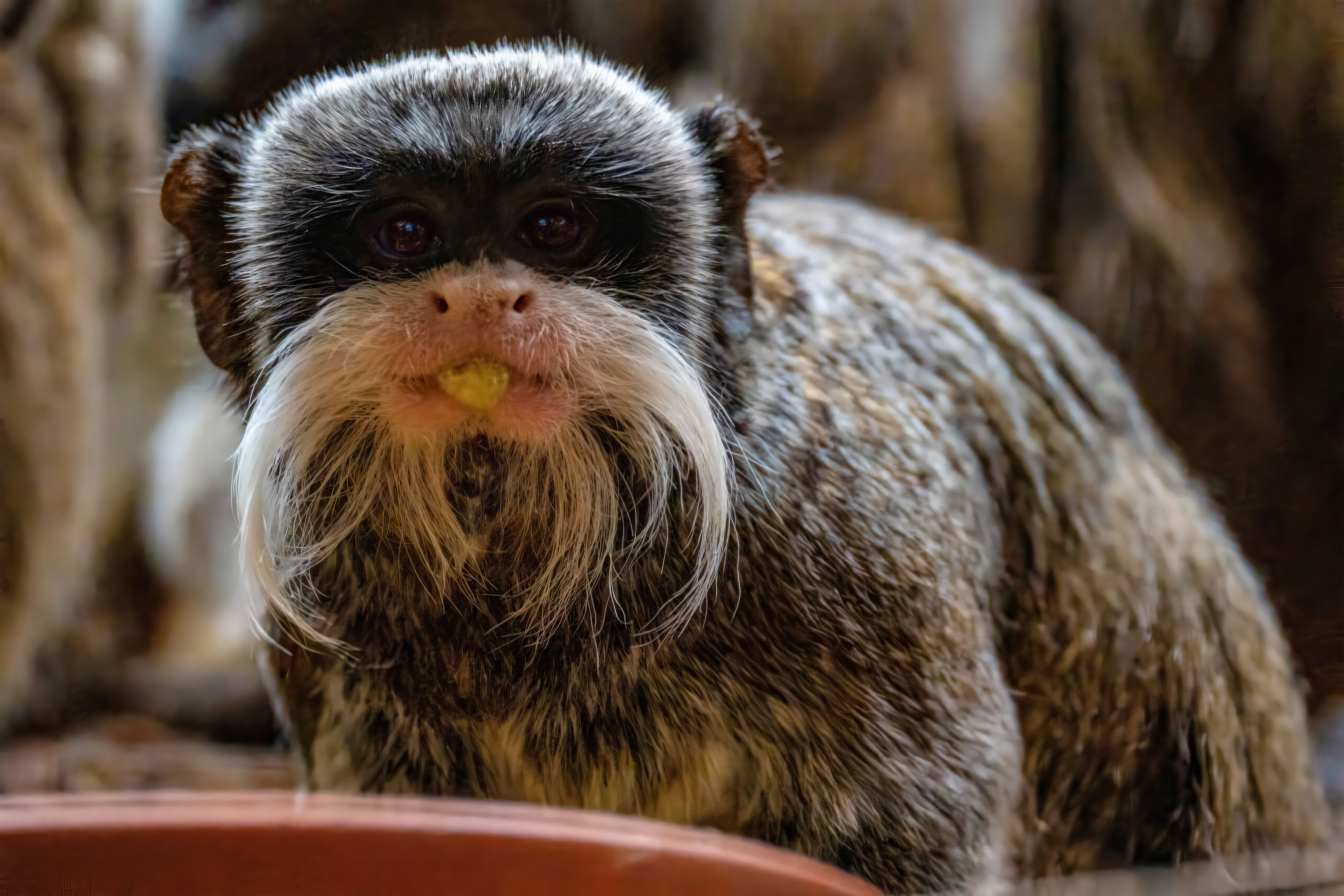 Sociable Primates Photos, Download The BEST Free Sociable Primates ...