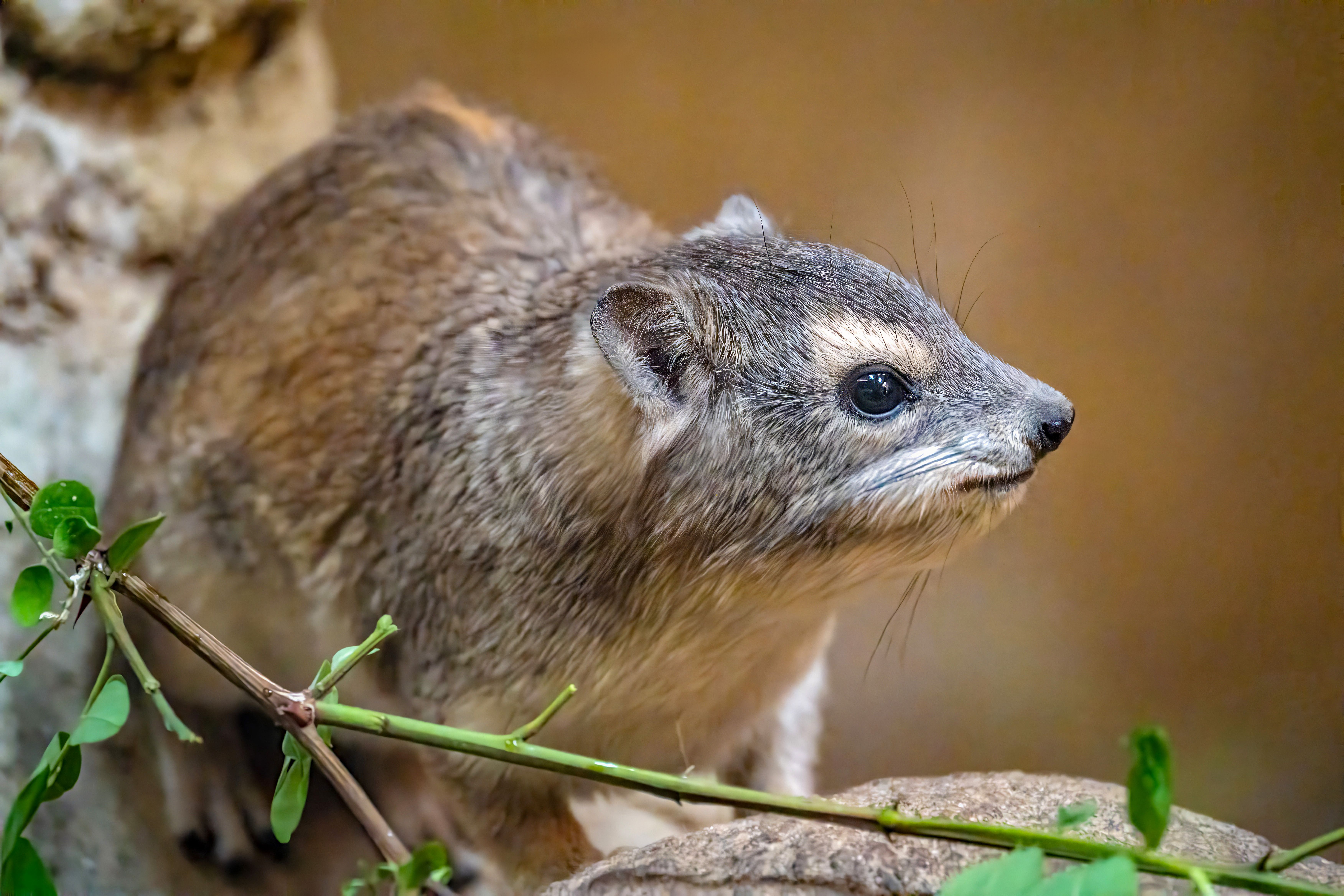 Close-up of a Rock Hyrax in Natural Habitat · Free Stock Photo