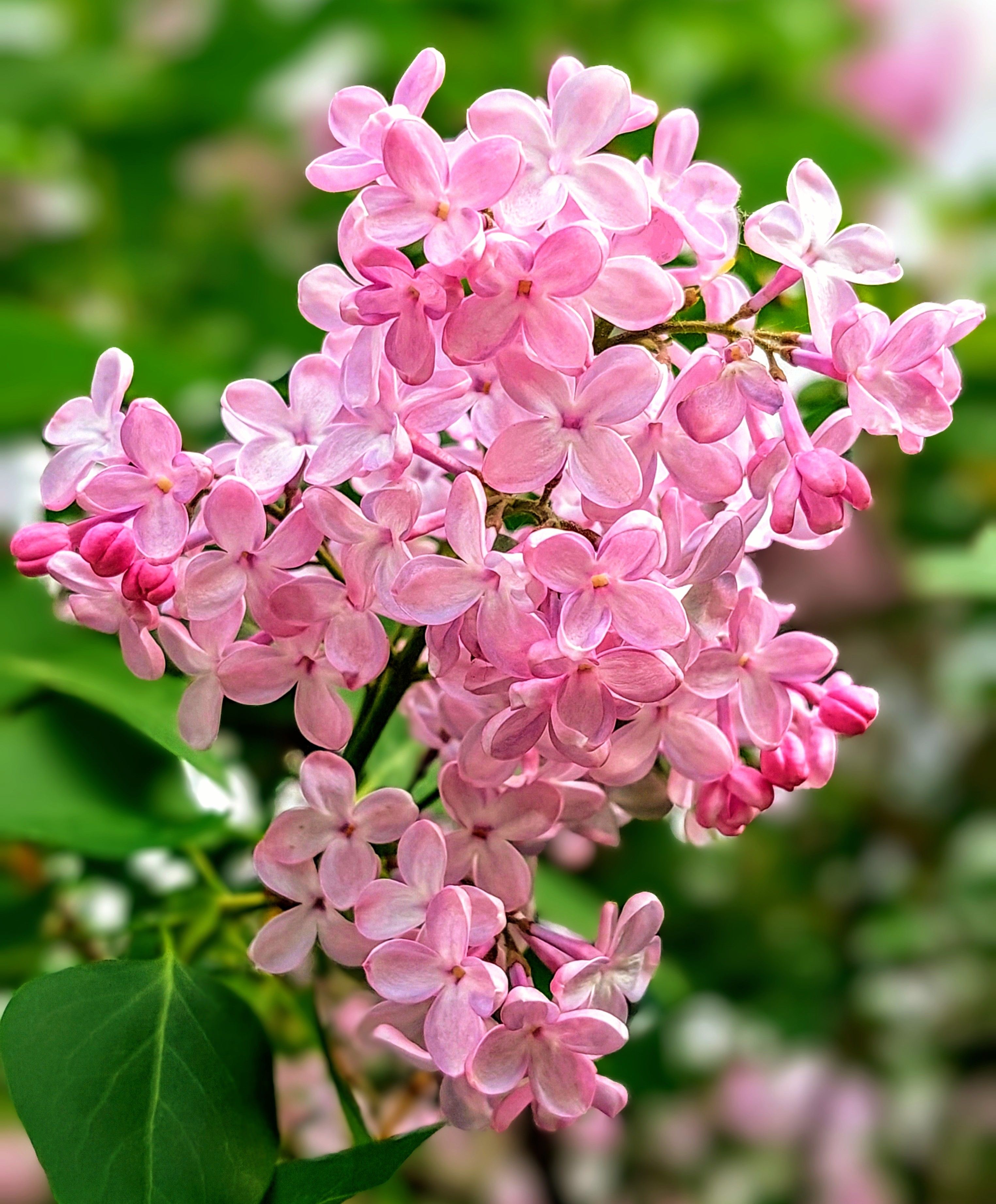May Flowers Photos, Download The BEST Free May Flowers Stock Photos ...