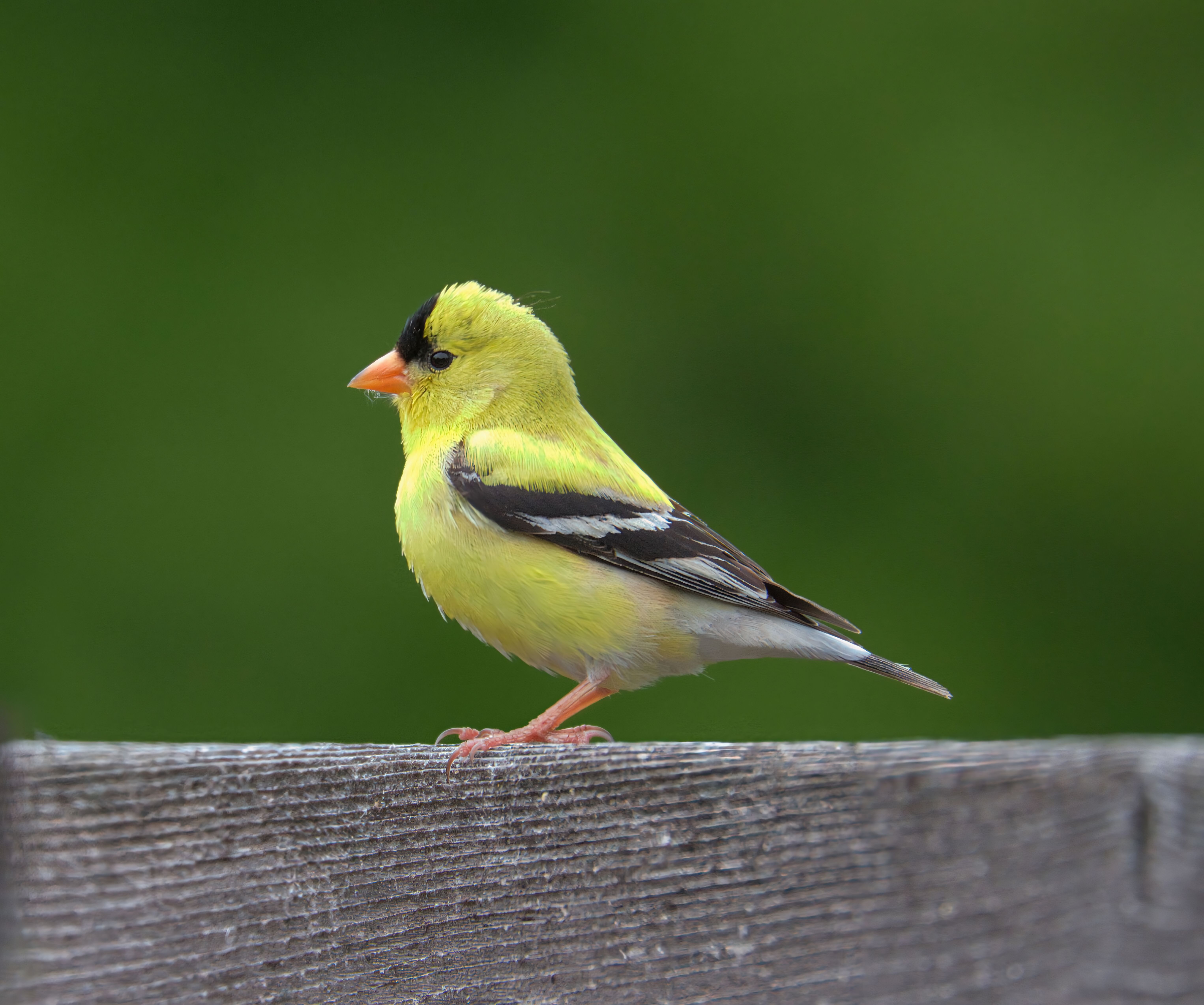 Vibrant Goldfinch Perched on Wooden Railing in Spring · Free Stock Photo