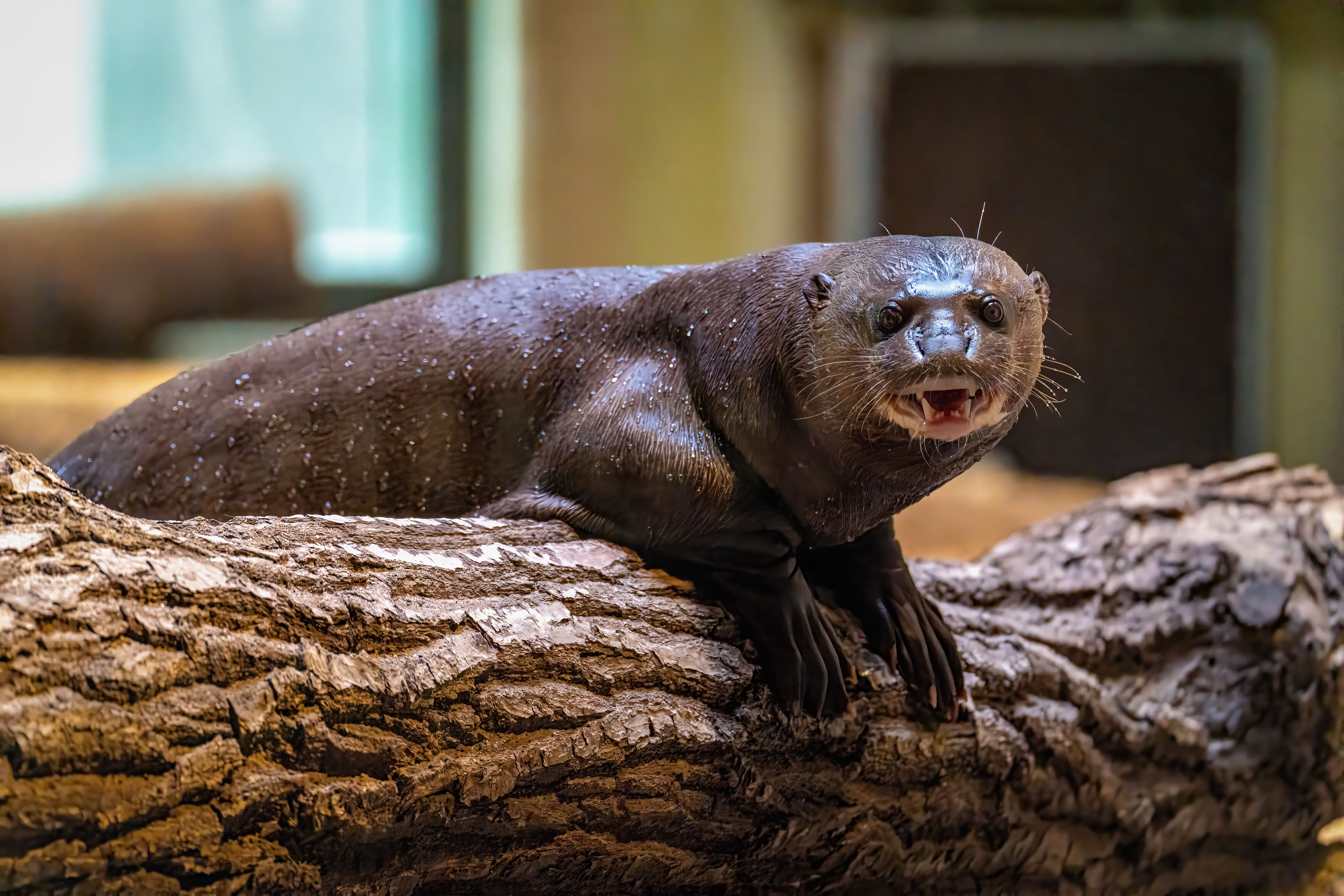 Playful River Otter on Log in Natural Habitat · Free Stock Photo