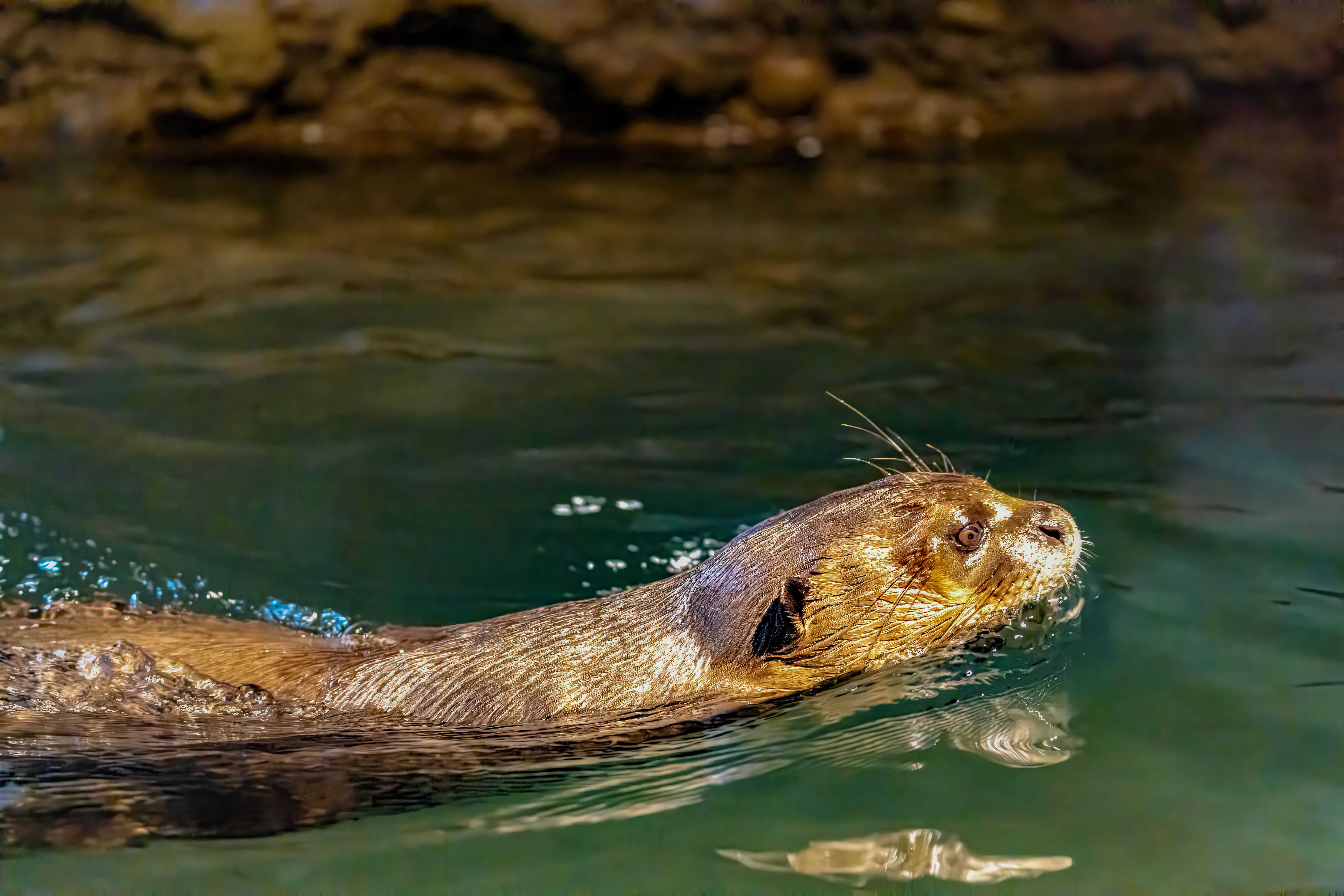 Nutria De Río Nadando Con Gracia En Su Hábitat Natural · Foto de stock ...