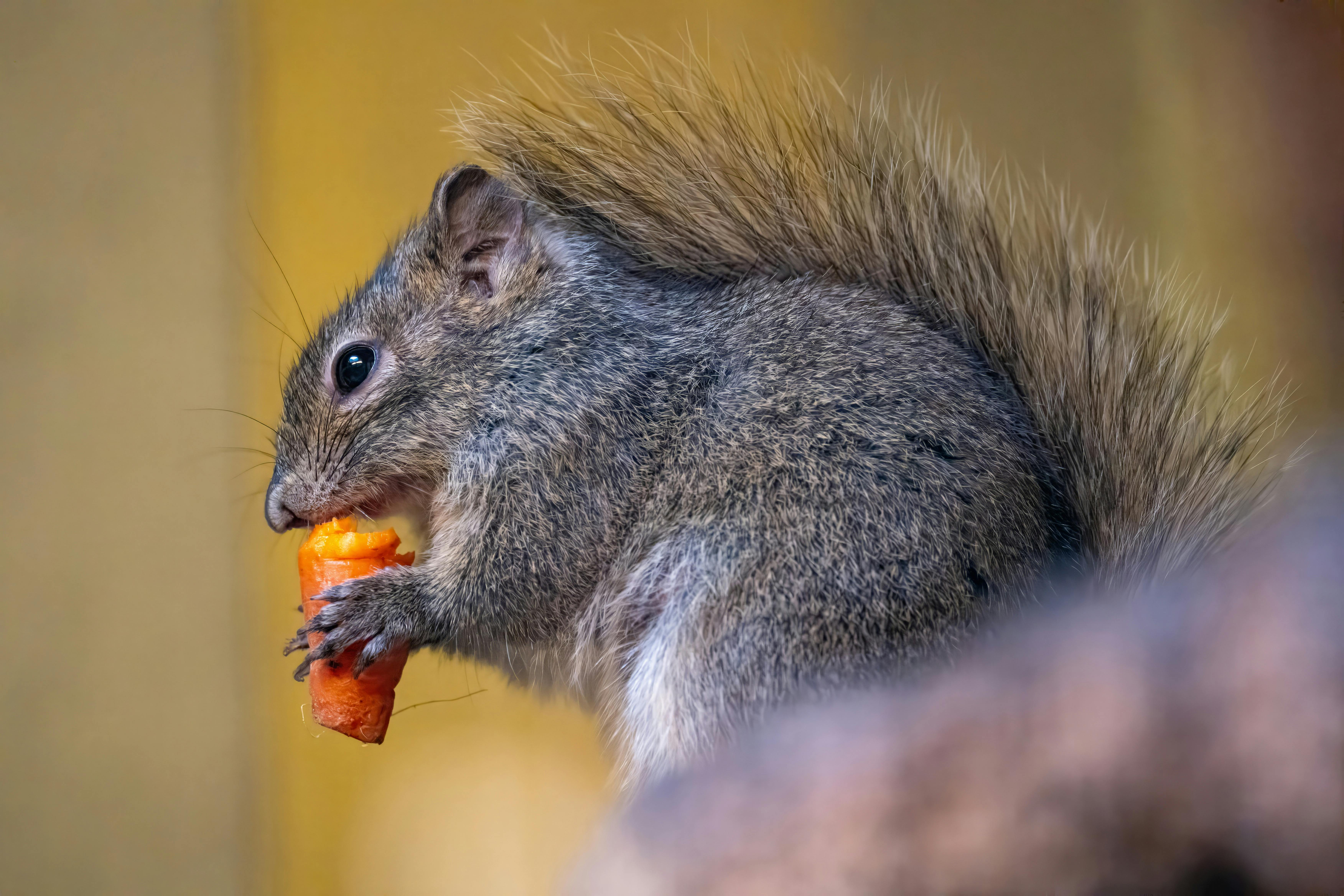 Squirrel Eating Carrot in Natural Habitat · Free Stock Photo