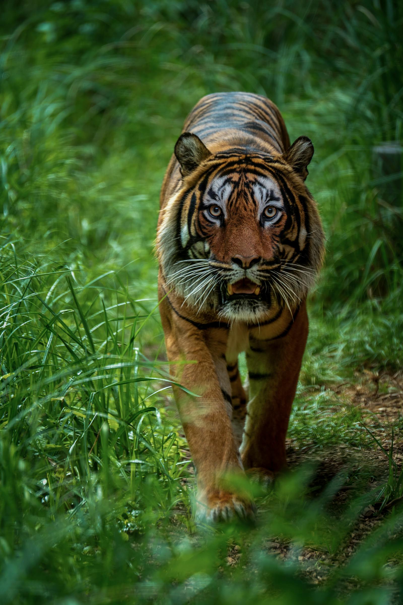 Sunda Island Tiger Photos, Download The BEST Free Sunda Island Tiger ...