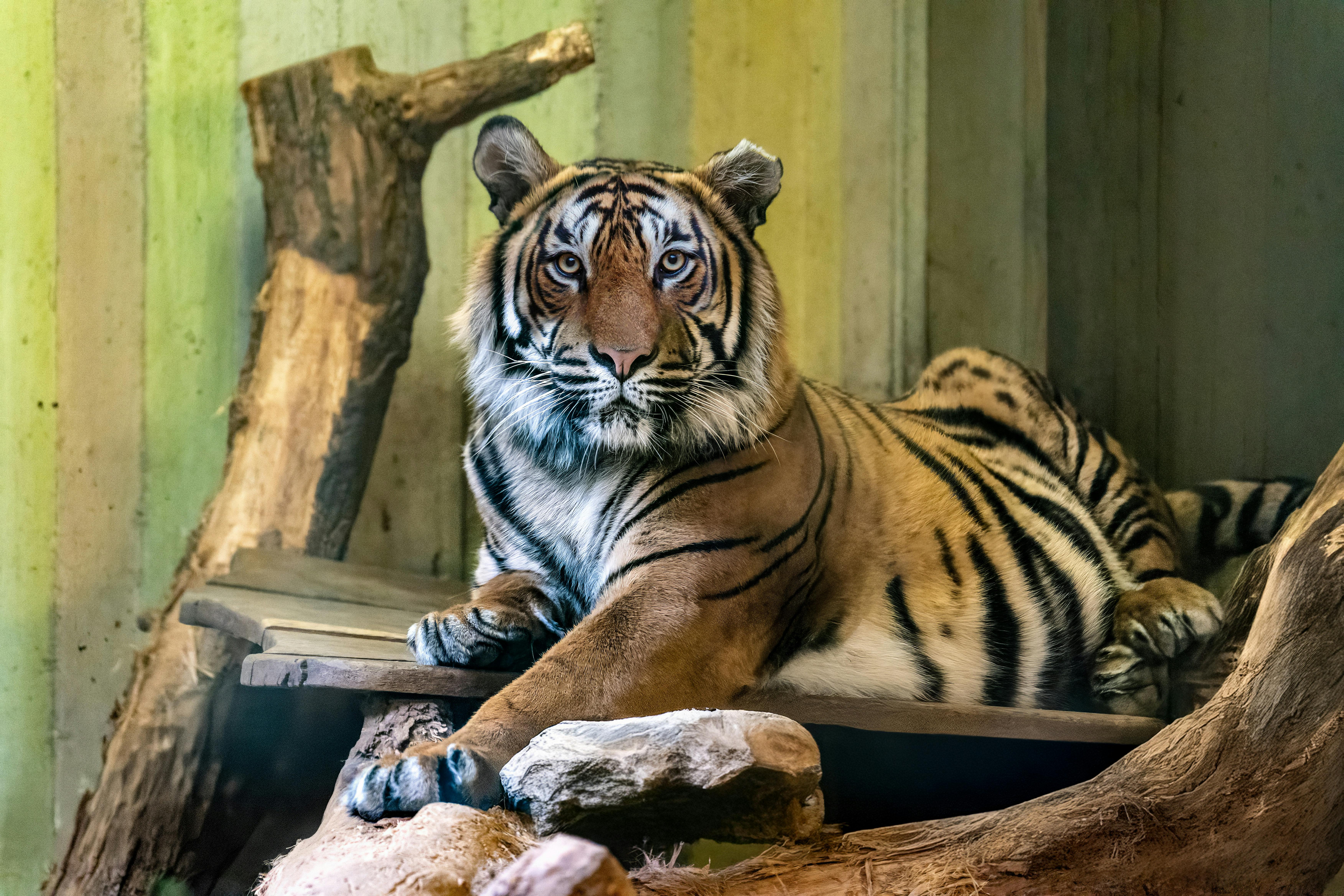 Majestuoso Tigre Descansando En Su Hábitat Natural · Foto de stock gratuita
