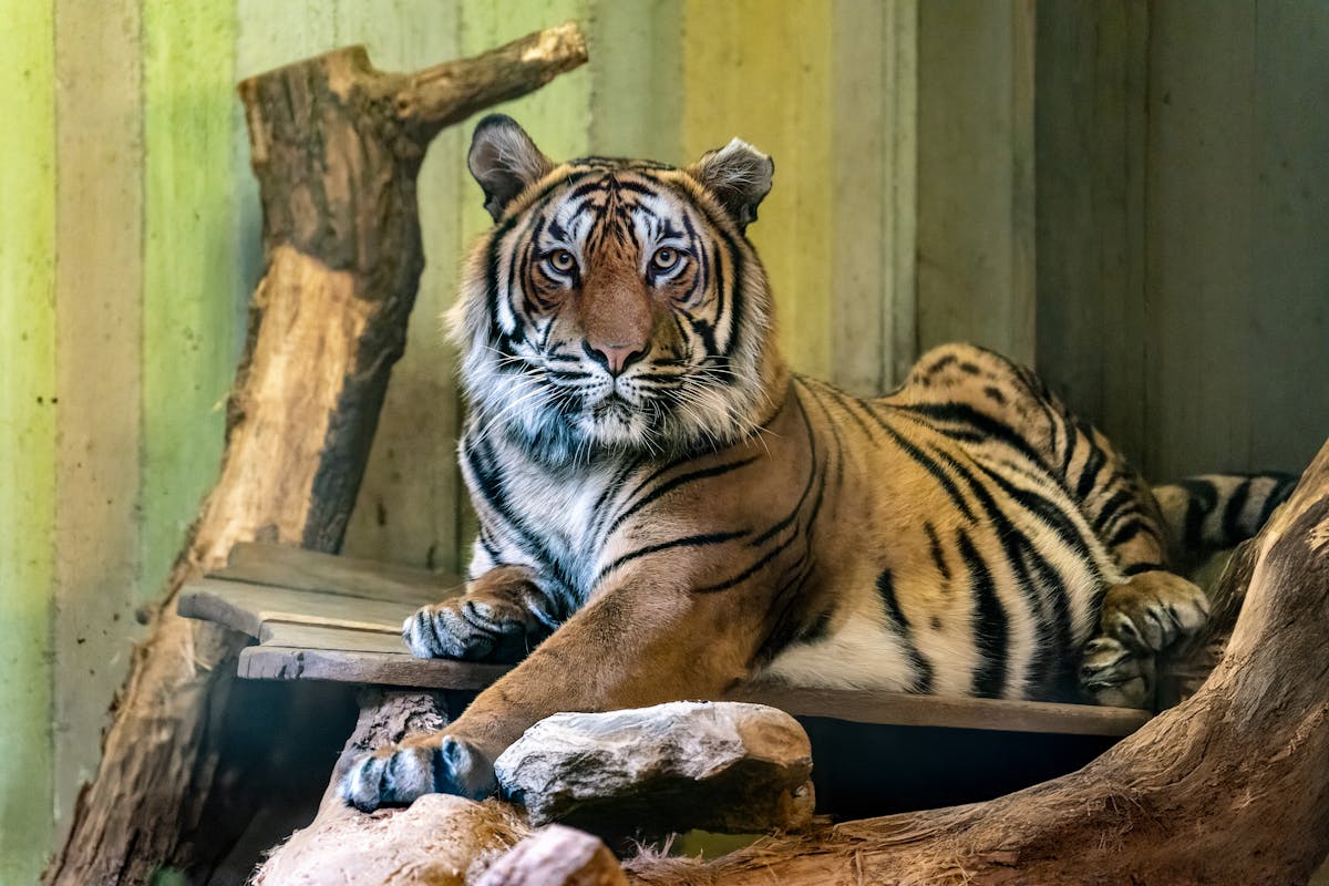 Sunda Island Tiger Photos, Download The BEST Free Sunda Island Tiger ...