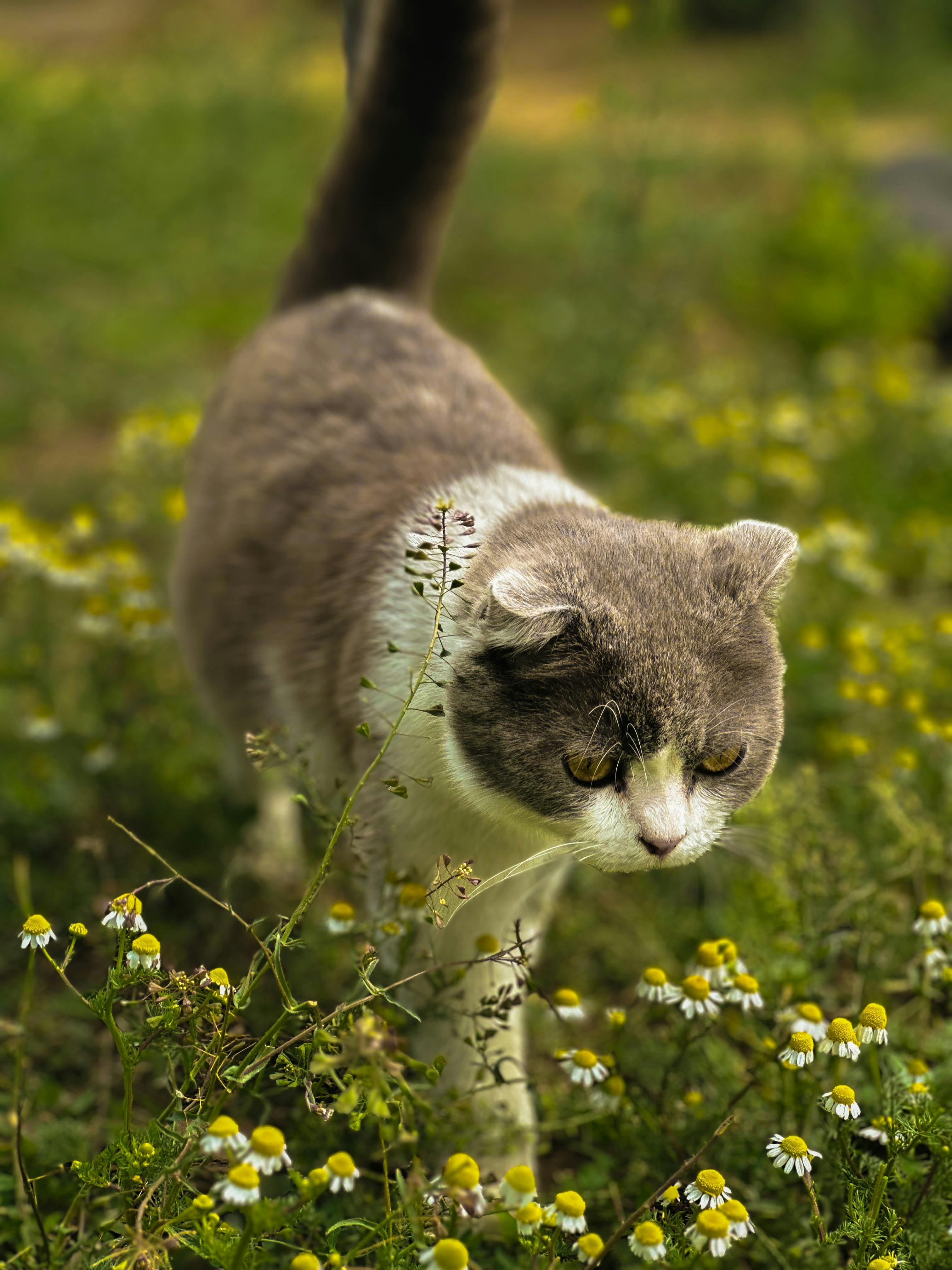 Freaky Cat Photos, Download The BEST Free Freaky Cat Stock Photos & HD ...