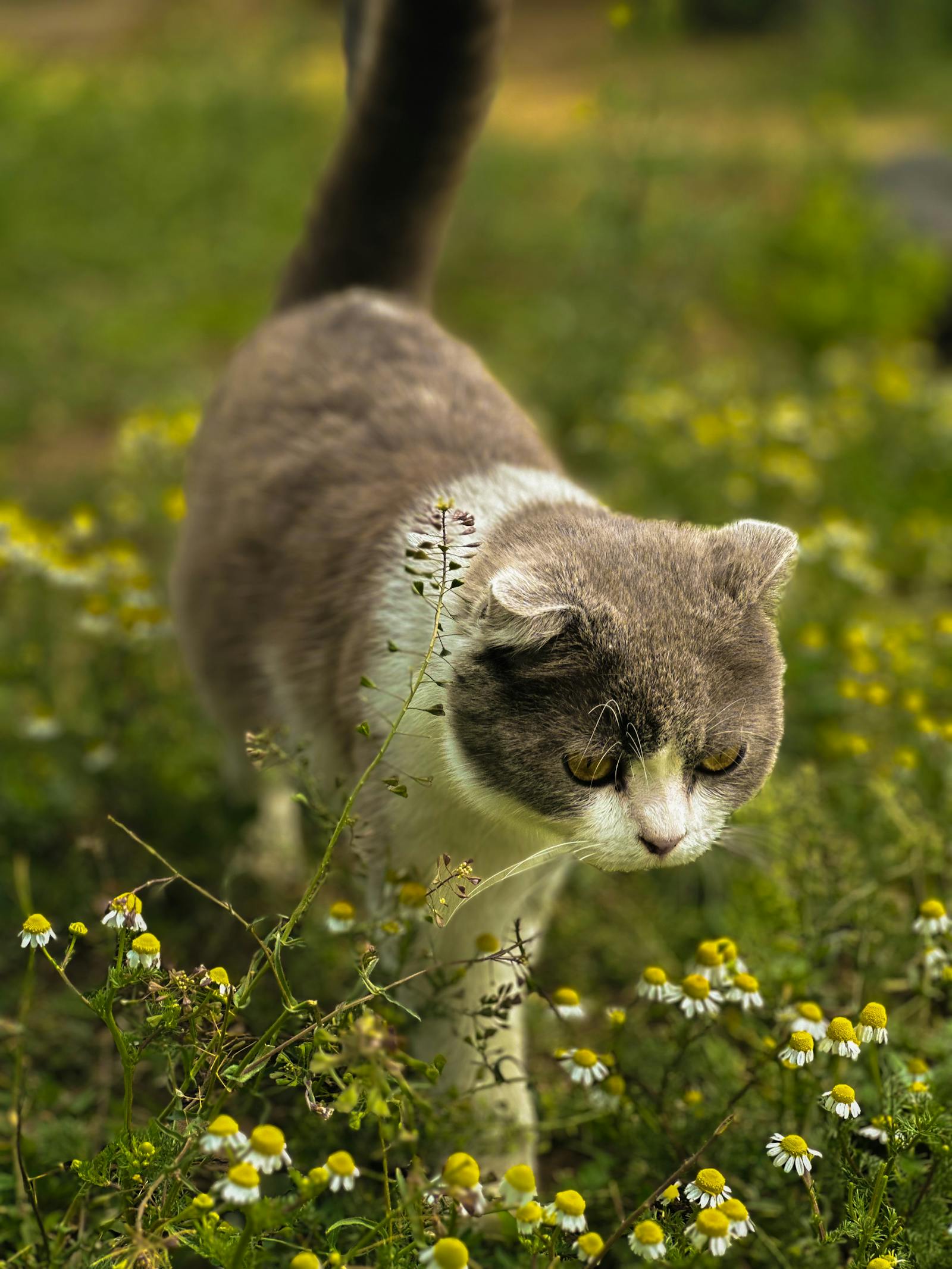 Freaky Cat Photos, Download The BEST Free Freaky Cat Stock Photos & HD ...