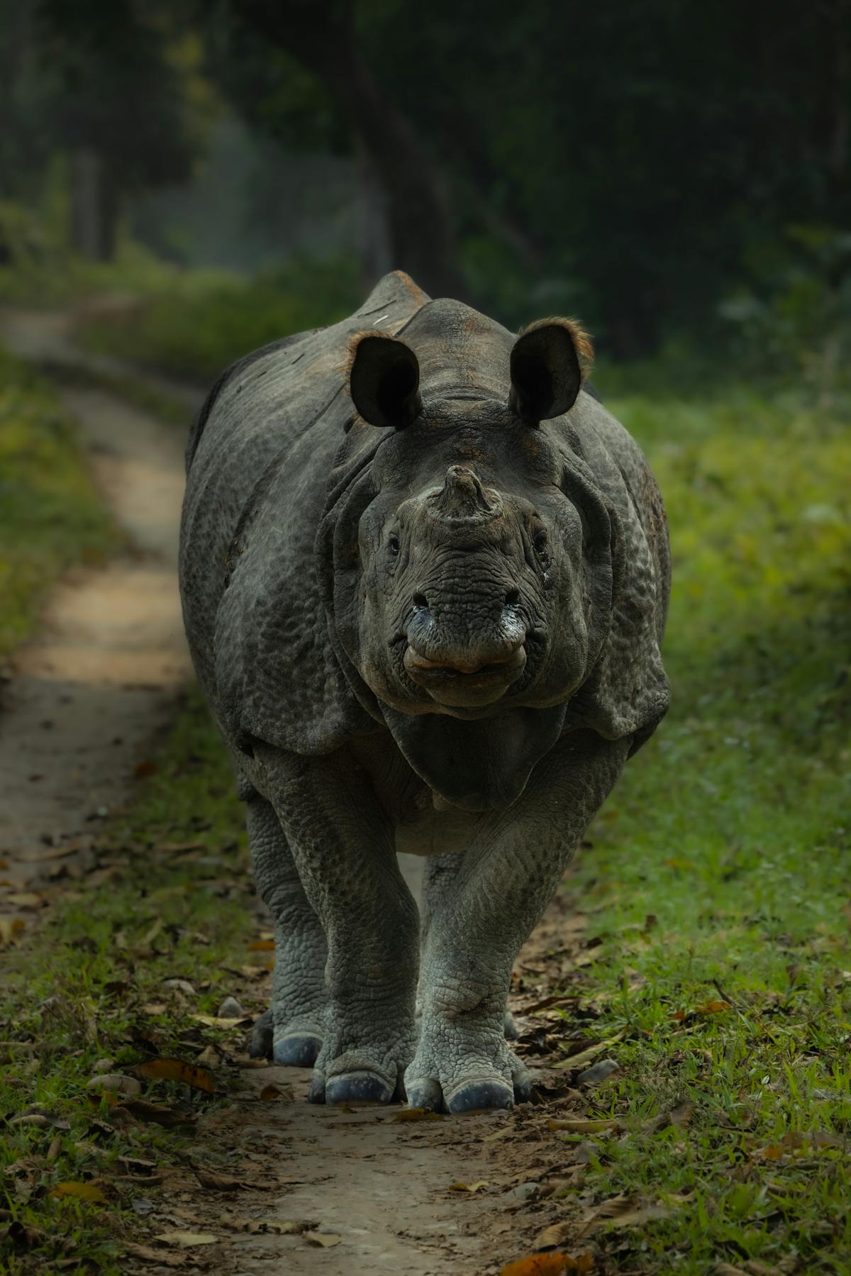 Indian One Horned Rhinoceros Photos, Download The BEST Free Indian One ...