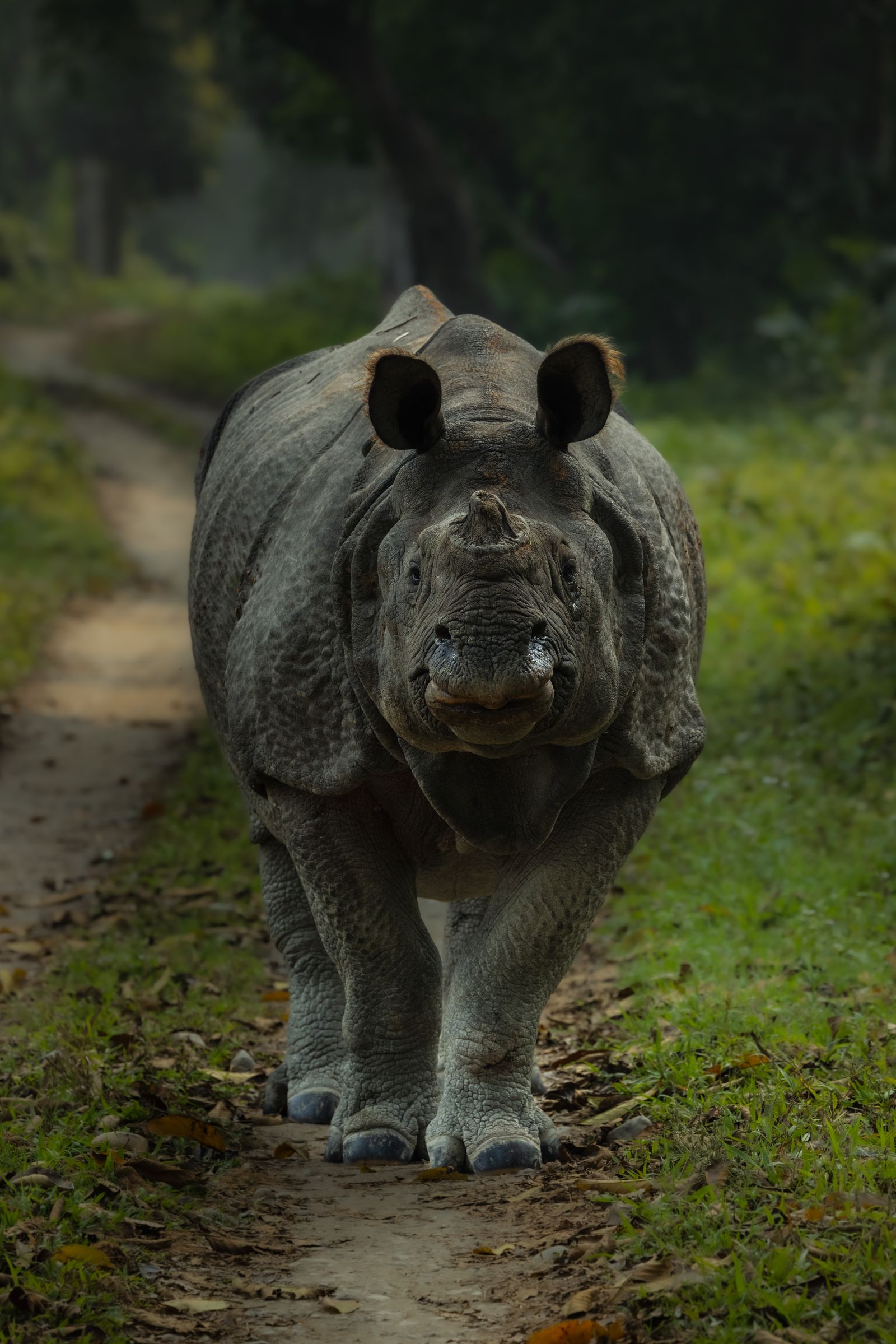 Rhino Photos, Download The BEST Free Rhino Stock Photos & HD Images