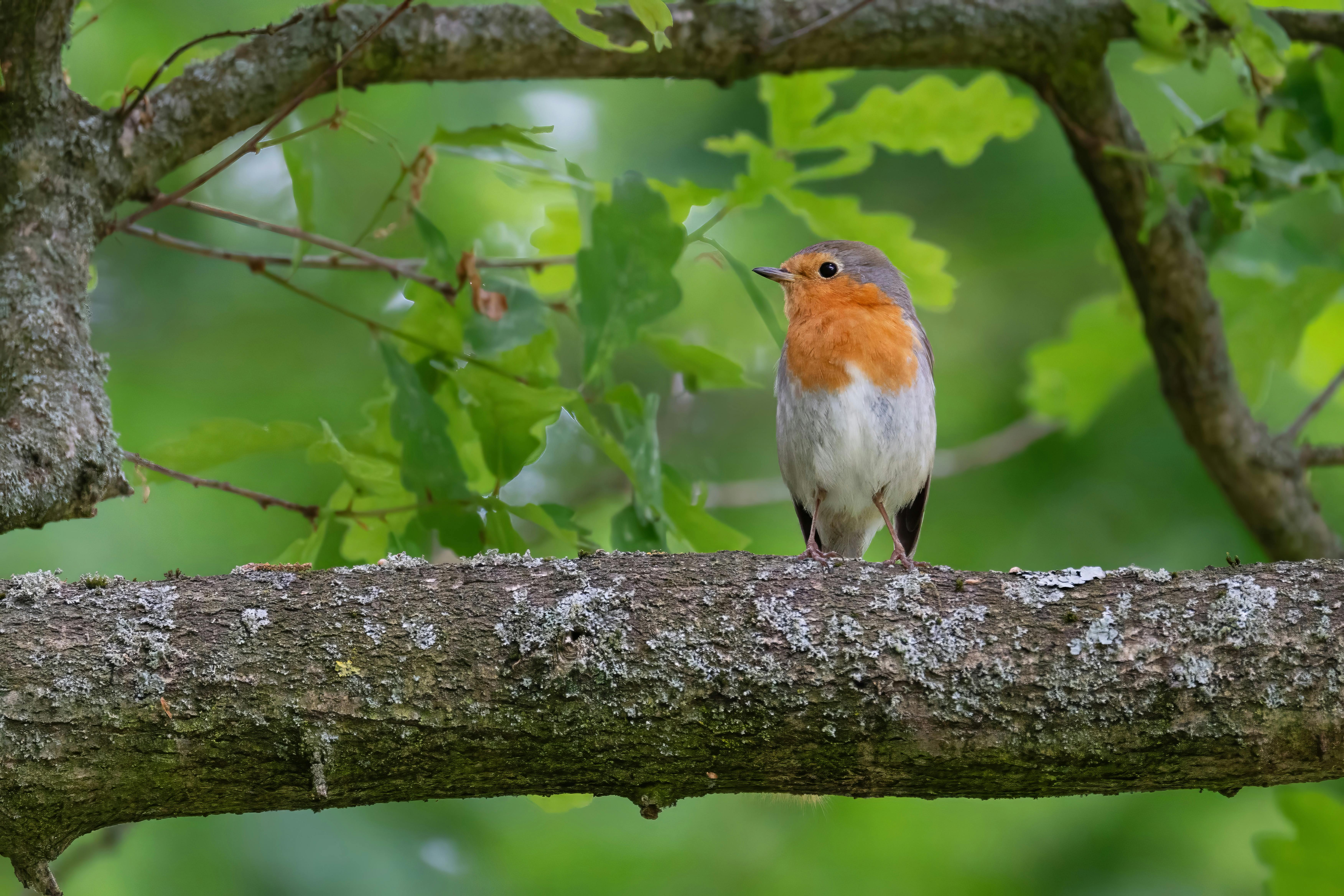 Robin Pics Photos, Download The BEST Free Robin Pics Stock Photos & HD ...