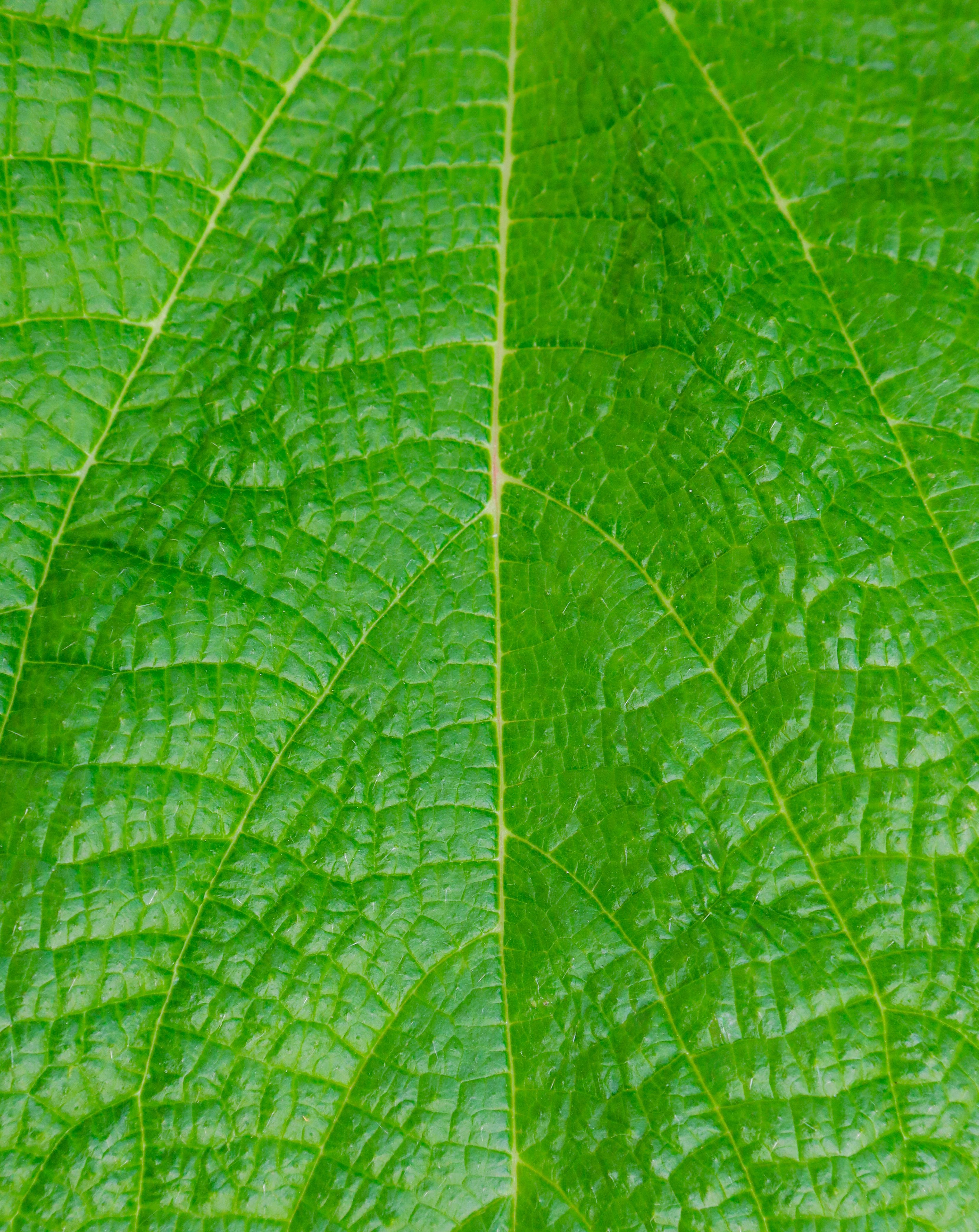 Green-leaf Close-up Photo · Free Stock Photo