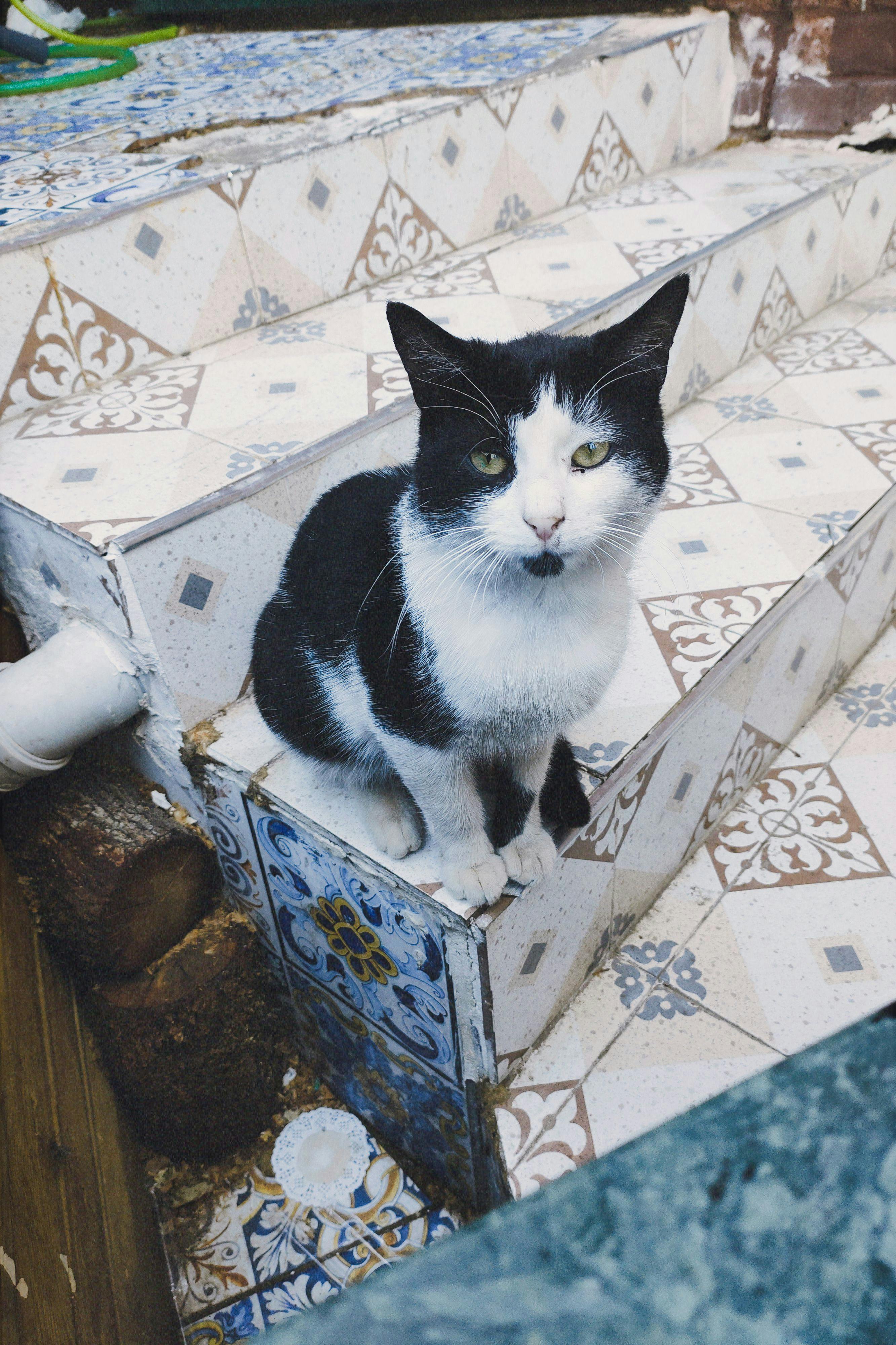 Freaky Cat Photos, Download The BEST Free Freaky Cat Stock Photos & HD ...