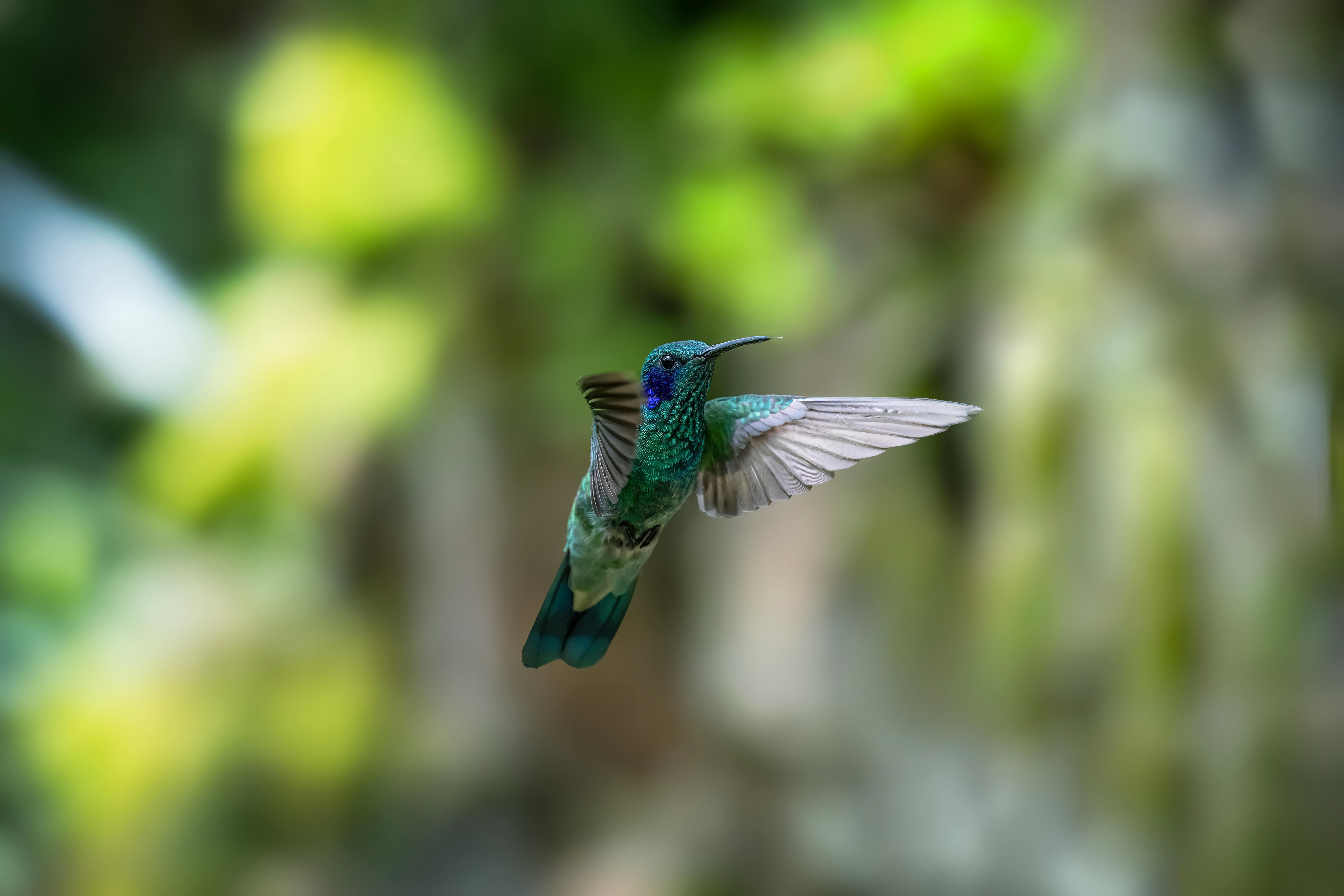 Foto de stock gratuita sobre al aire libre, alas, alas de colibrí ...