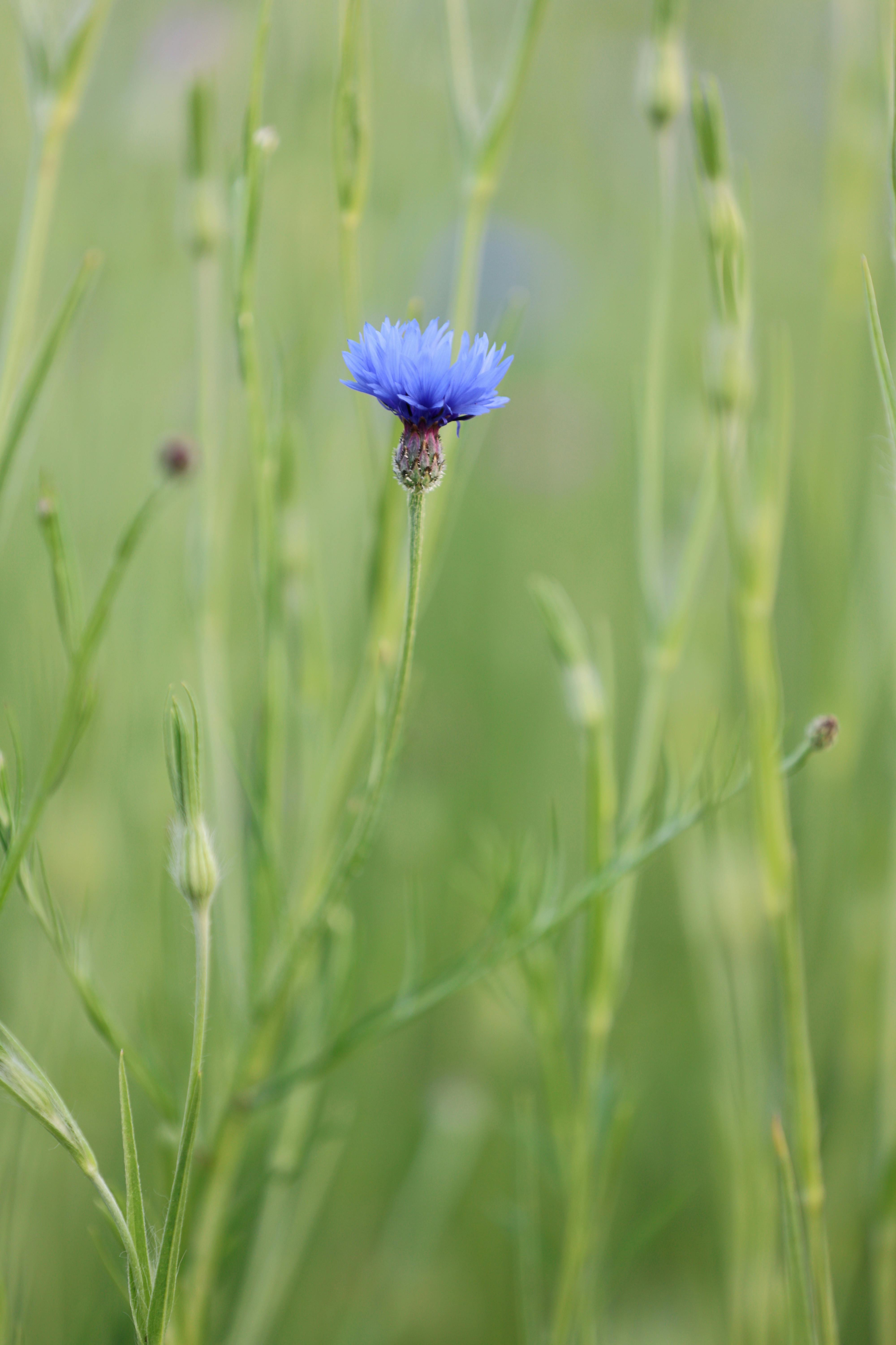 Cornflower Landscape Photos, Download The BEST Free Cornflower ...