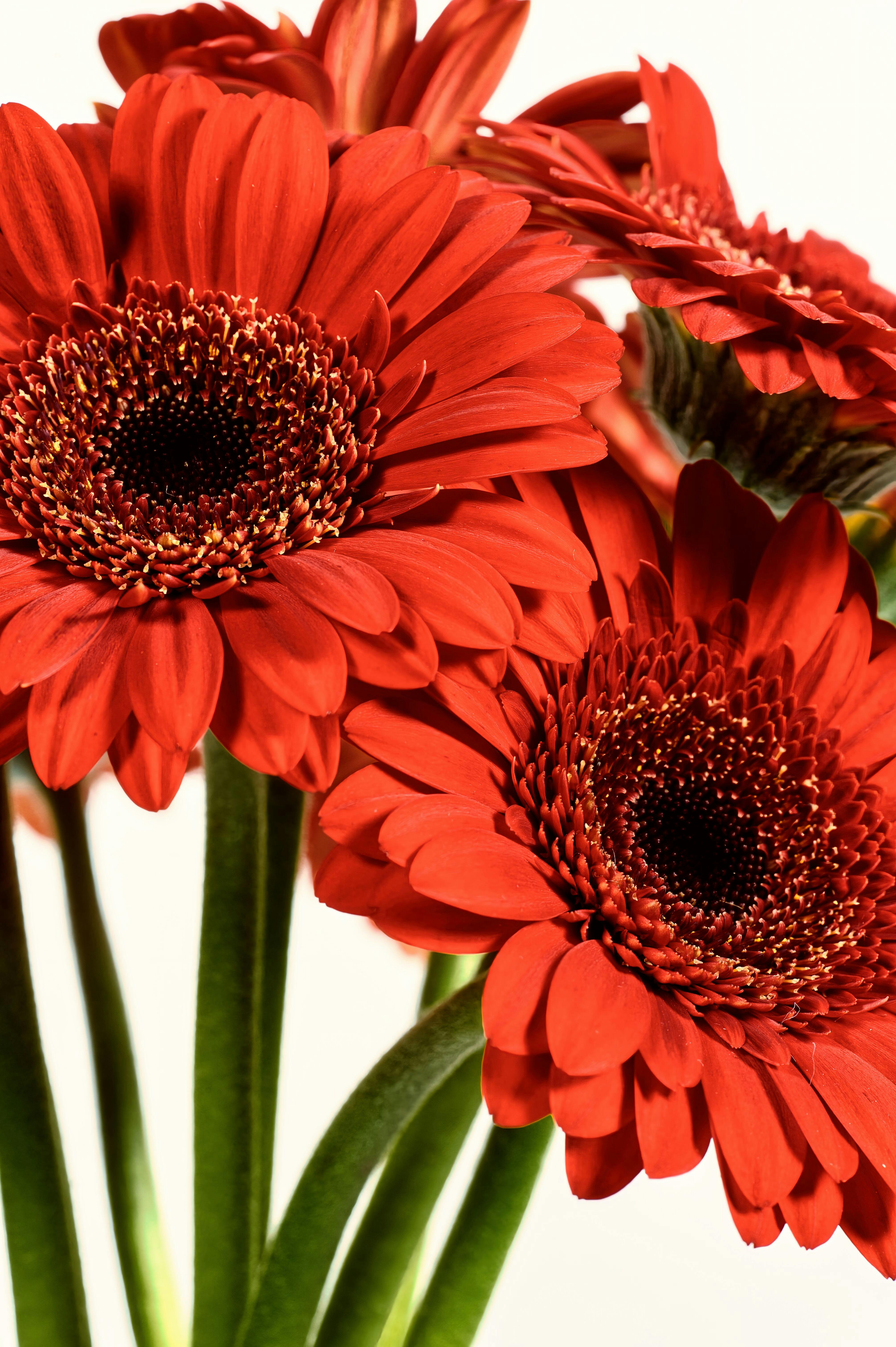 Vibrant Red Gerbera Daisies in Full Bloom · Free Stock Photo