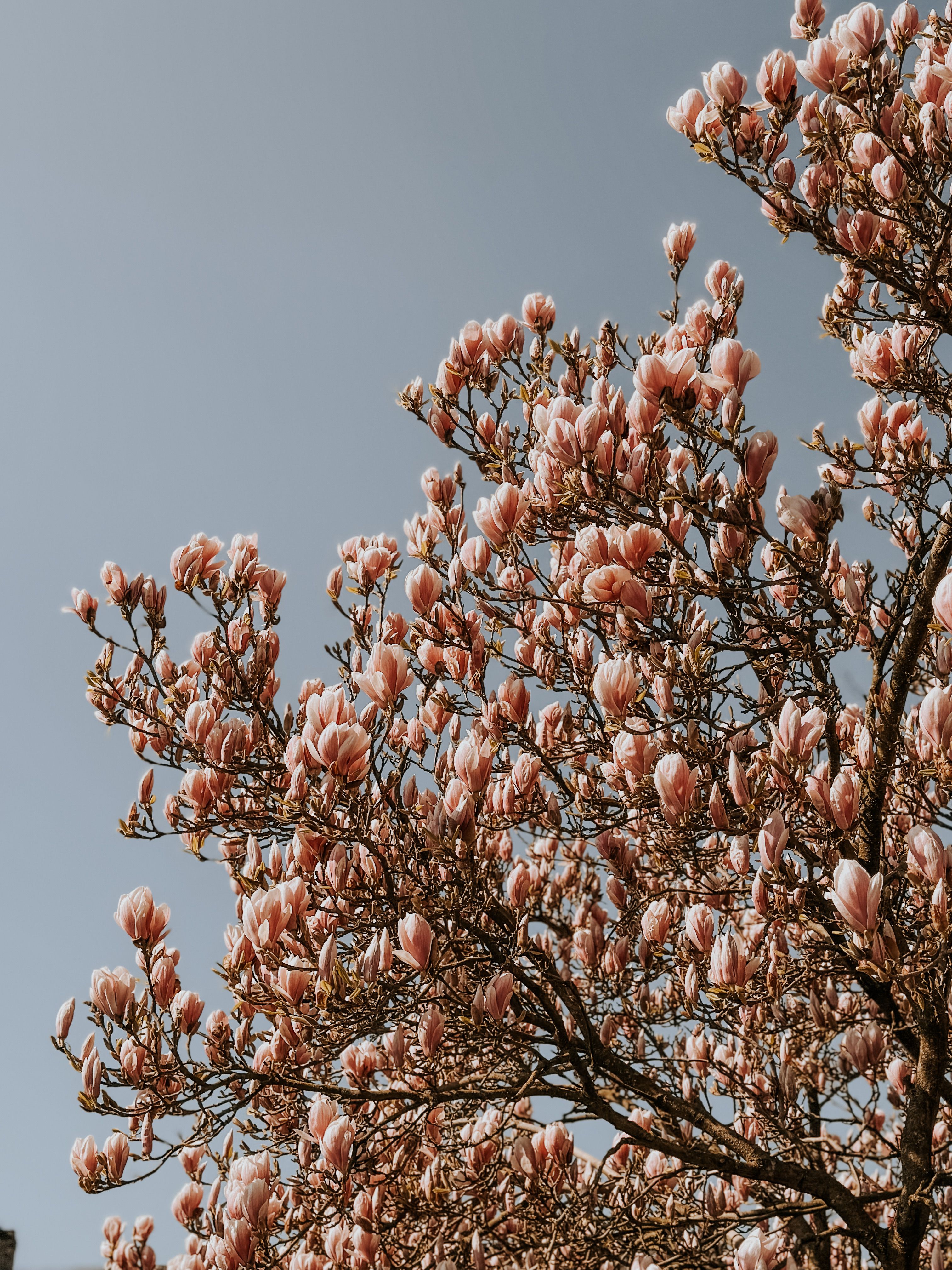 Magnolia Tree Sunlight Photos, Download The BEST Free Magnolia Tree ...