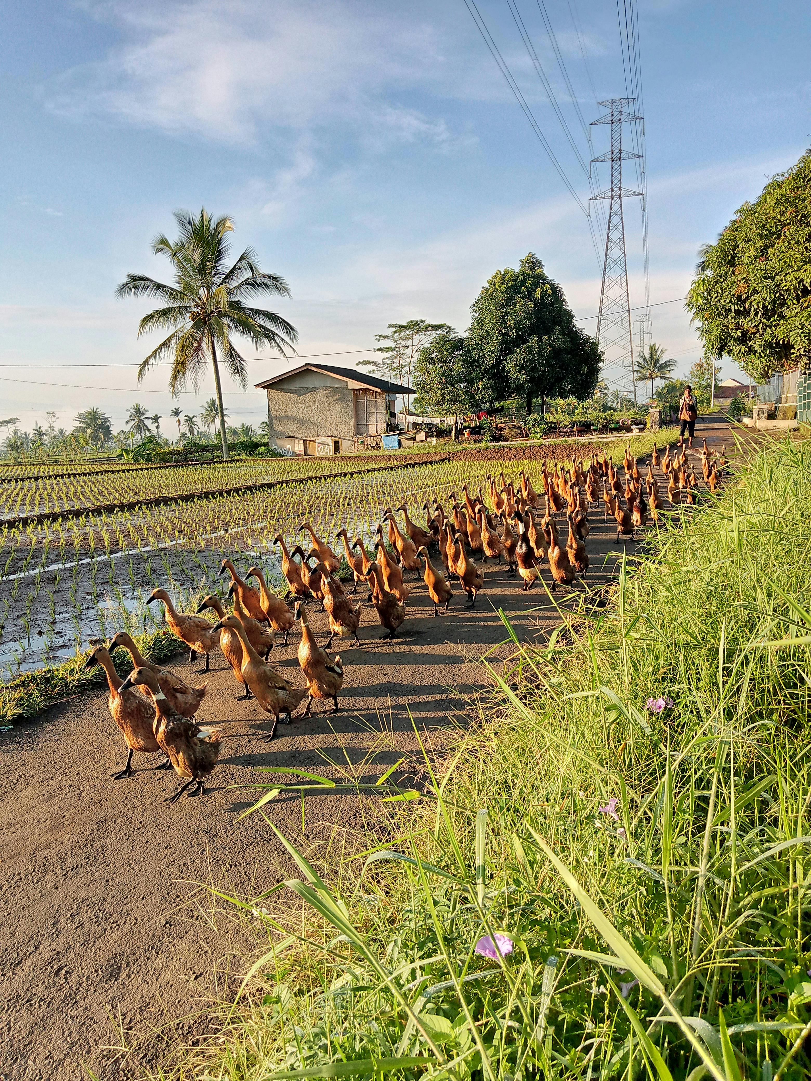 Poultry Landscape Photos, Download The BEST Free Poultry Landscape ...