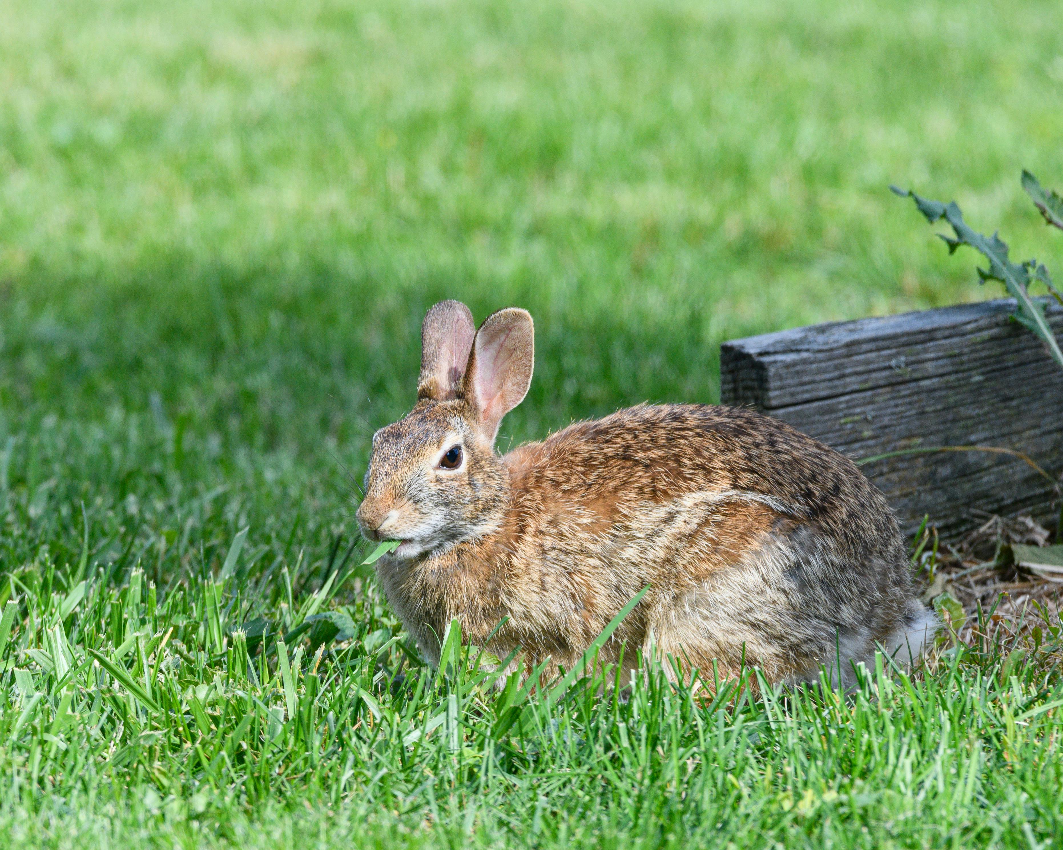 Noon Field Photos, Download The BEST Free Noon Field Stock Photos & HD ...