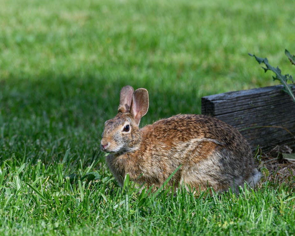 New England Cottontail vs Eastern Cottontail Differences