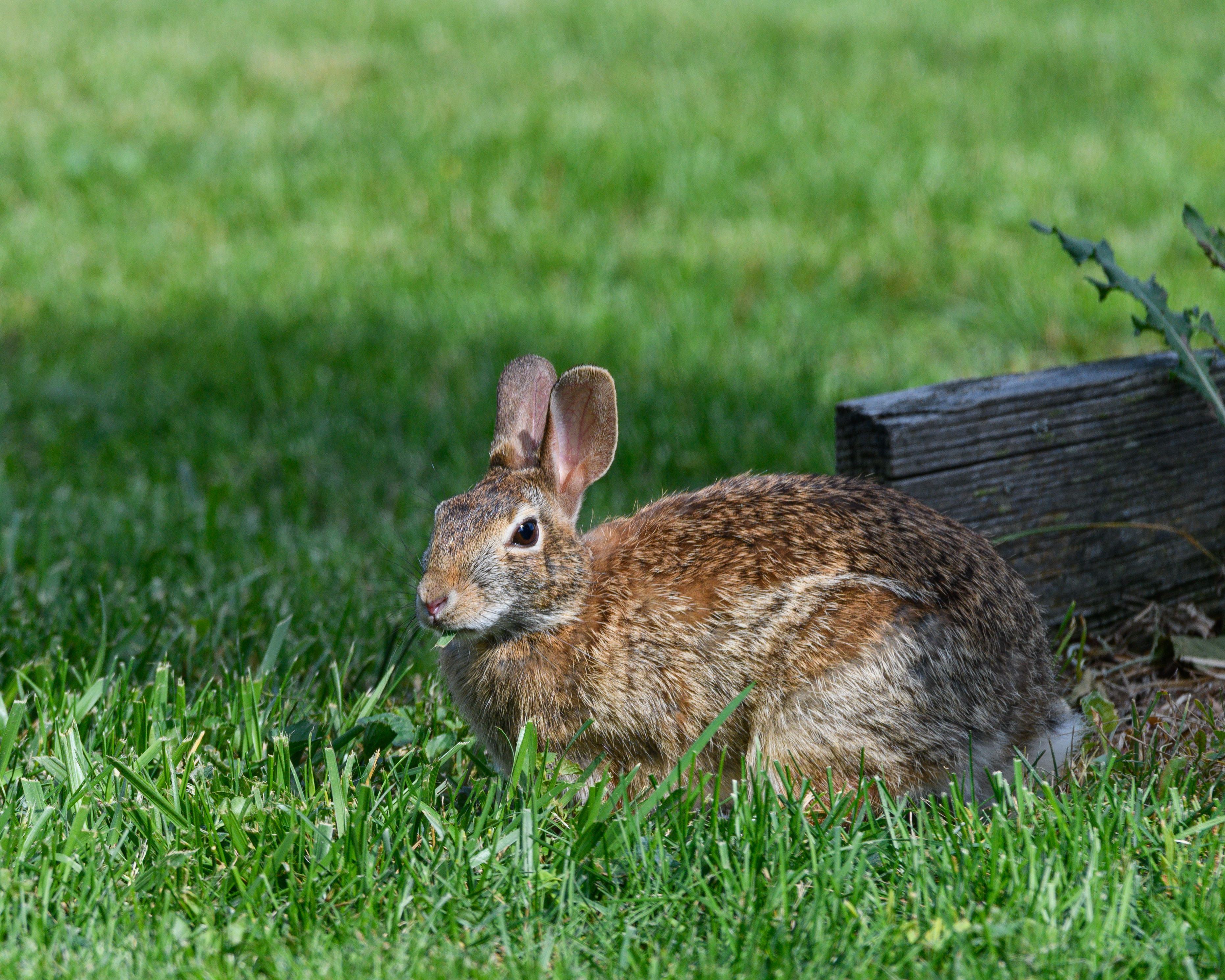 Cottontail Rabbit in a Lush Green Lawn · Free Stock Photo