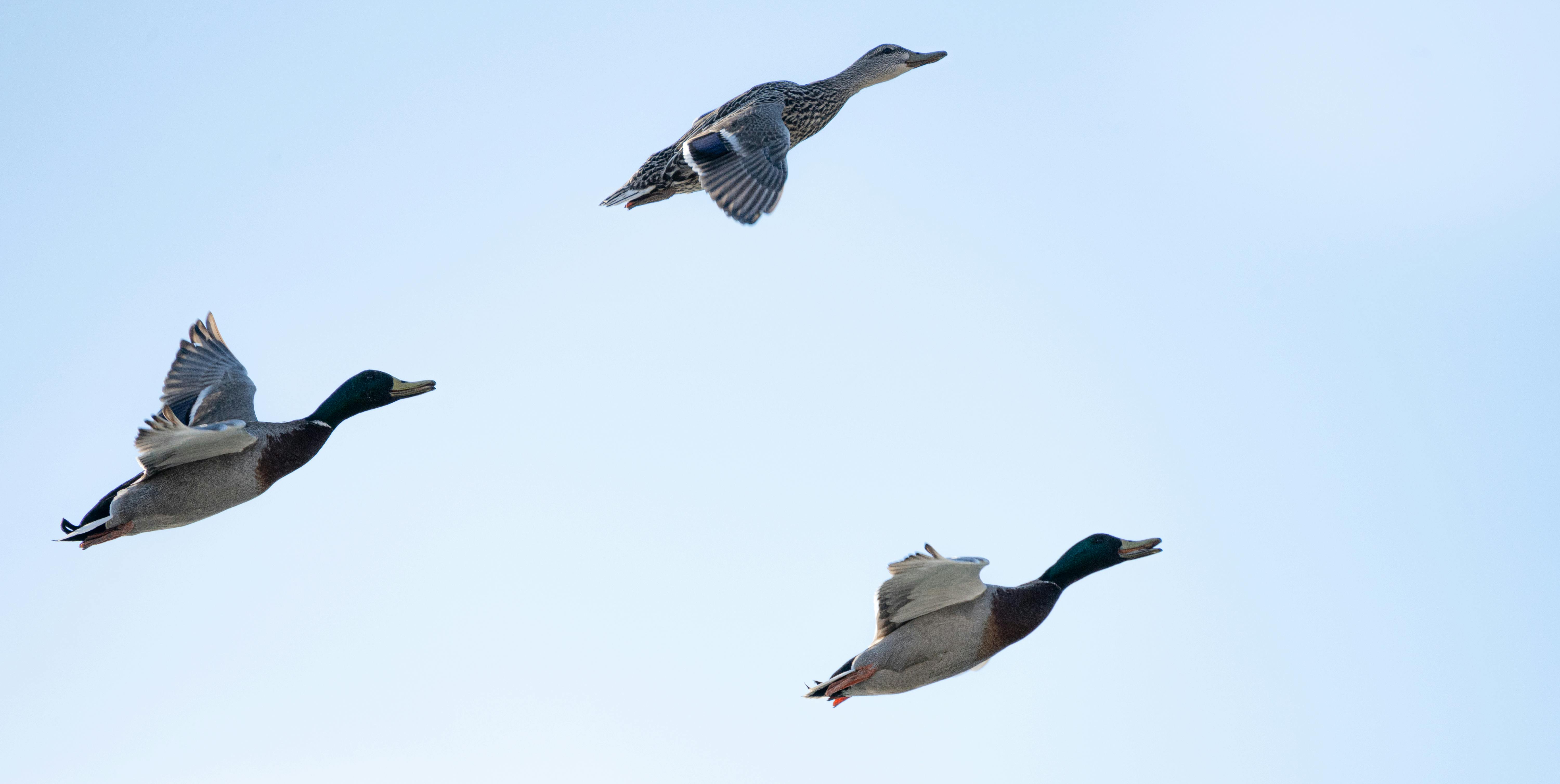 Drake+Pfp Photos, Download The BEST Free Drake+Pfp Stock Photos & HD Images