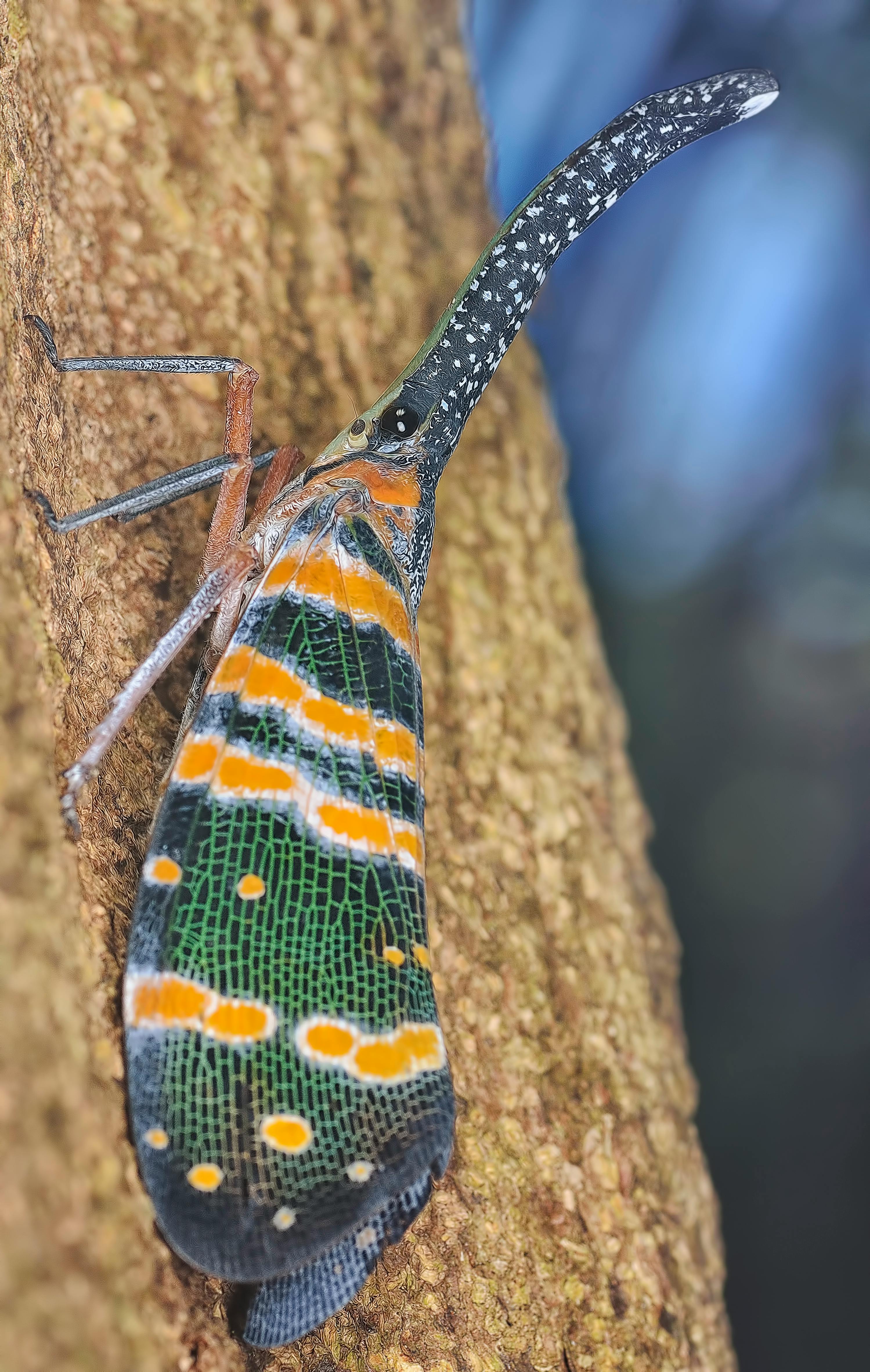 Rumput Rare Parnassus Photos, Download The BEST Free Rumput Rare ...