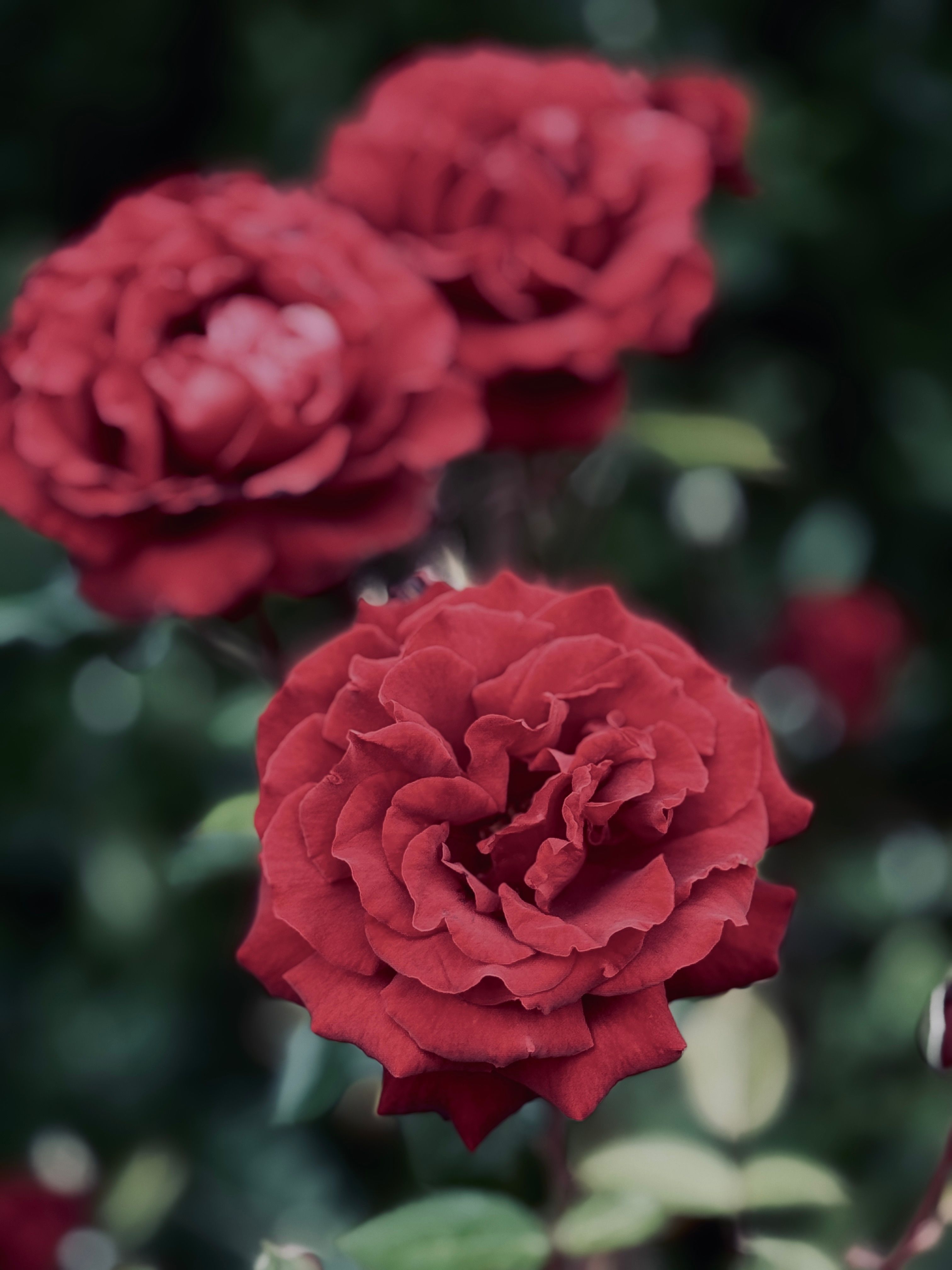 Close-Up of Vibrant Red Roses in Bloom · Free Stock Photo