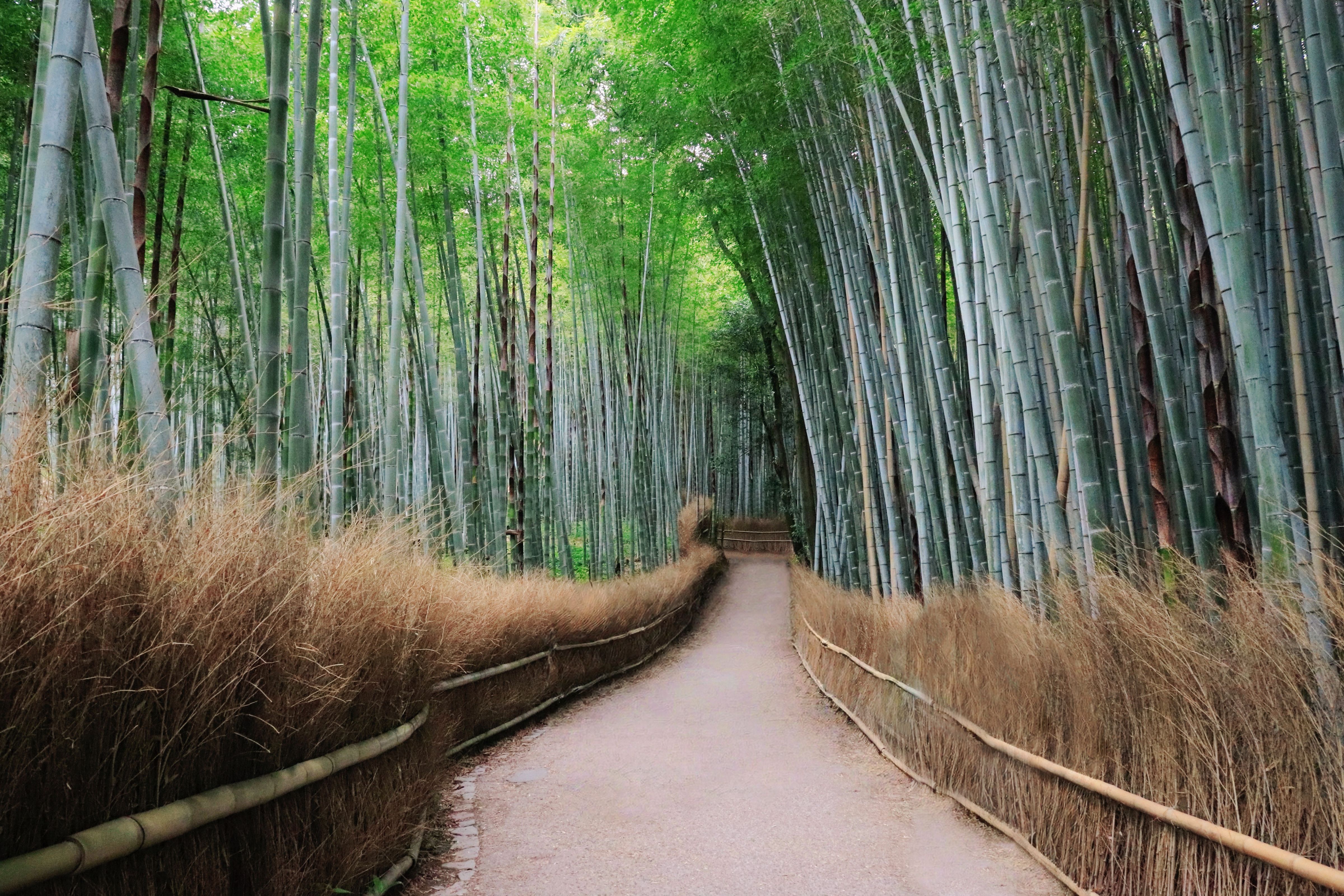 Serene Bamboo Forest Pathway in Arashiyama · Free Stock Photo