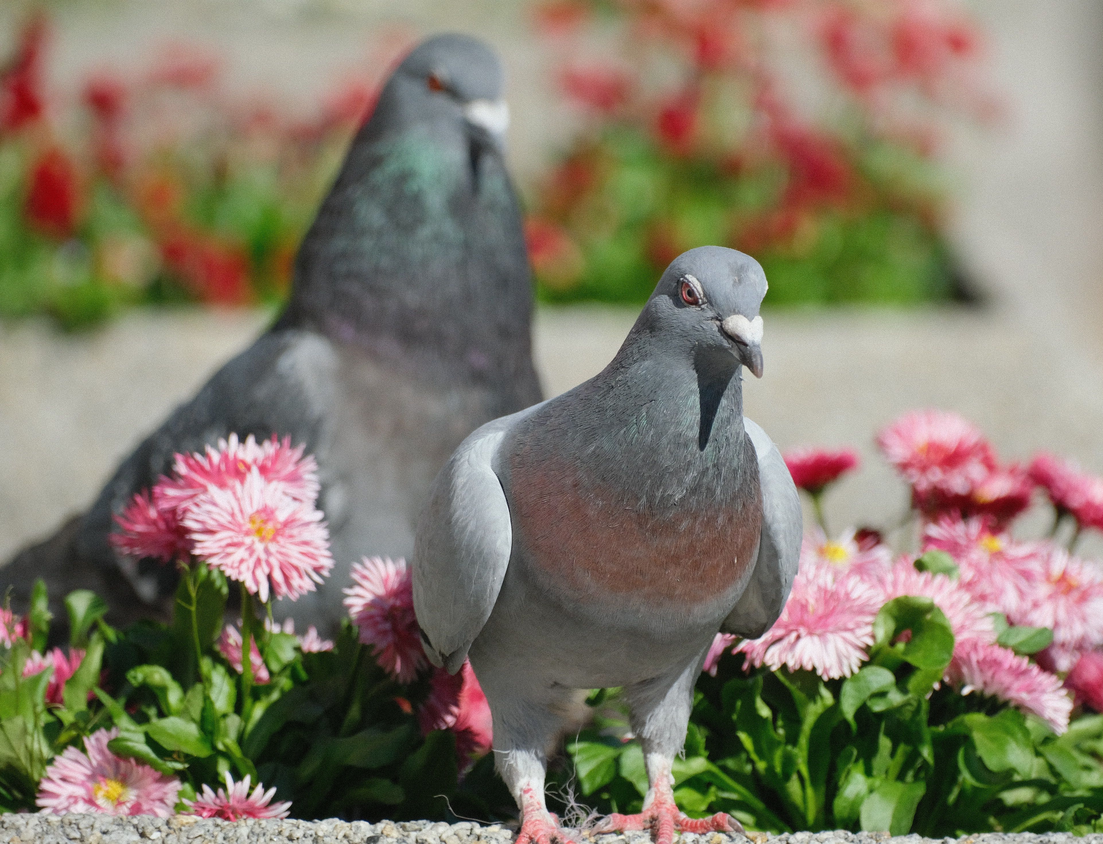 Pigeon Images Photos, Download The BEST Free Pigeon Images Stock Photos ...