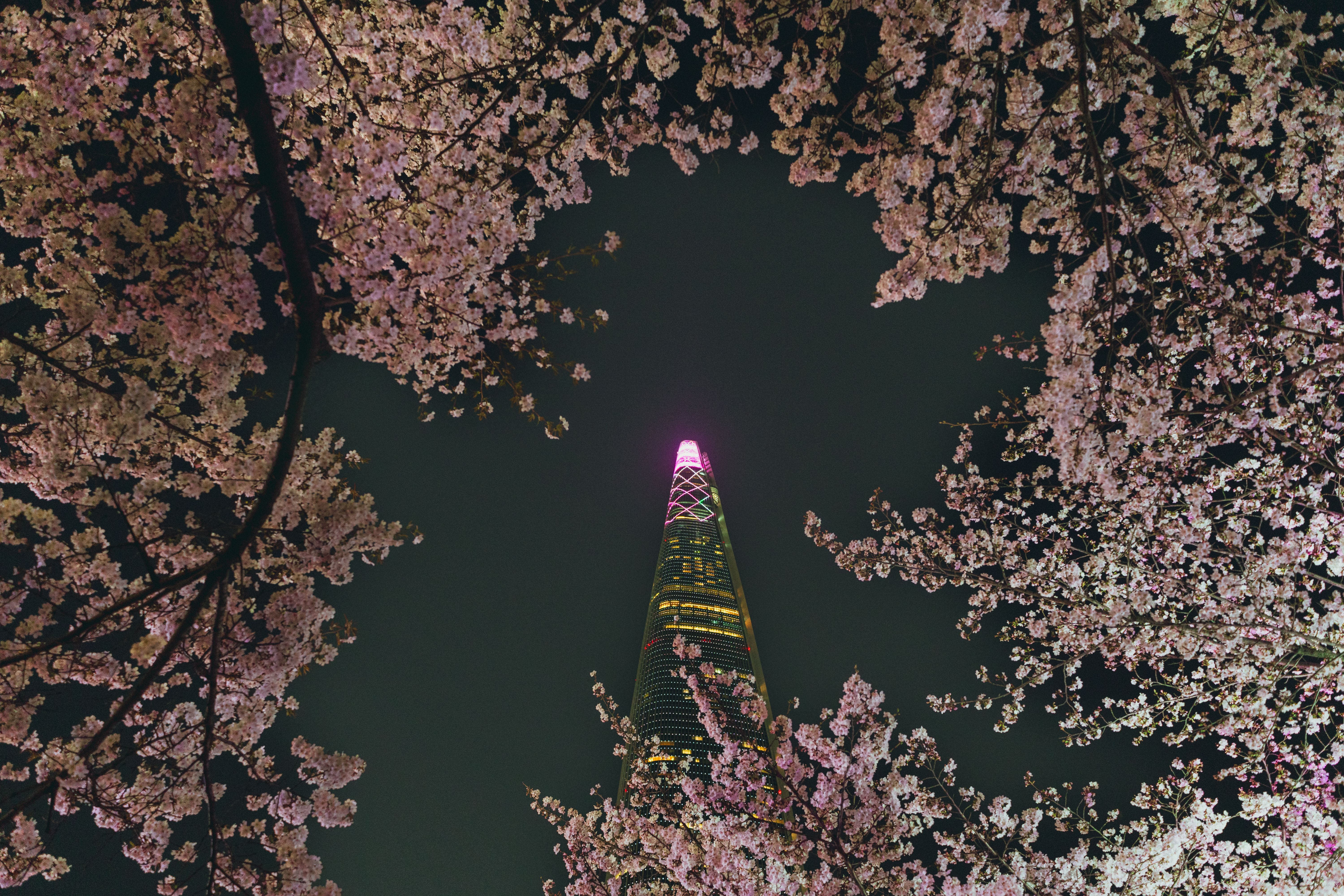 Cherry Blossoms Framing Iconic Seoul Tower · Free Stock Photo