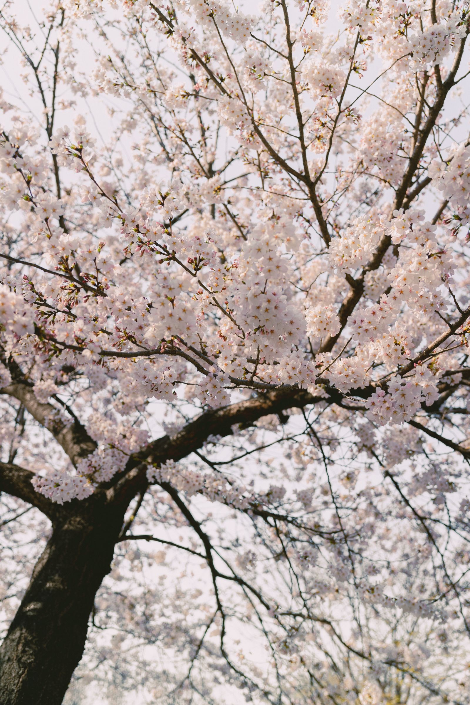 Sakura Tree Wallpaper Photos, Download The BEST Free Sakura Tree ...