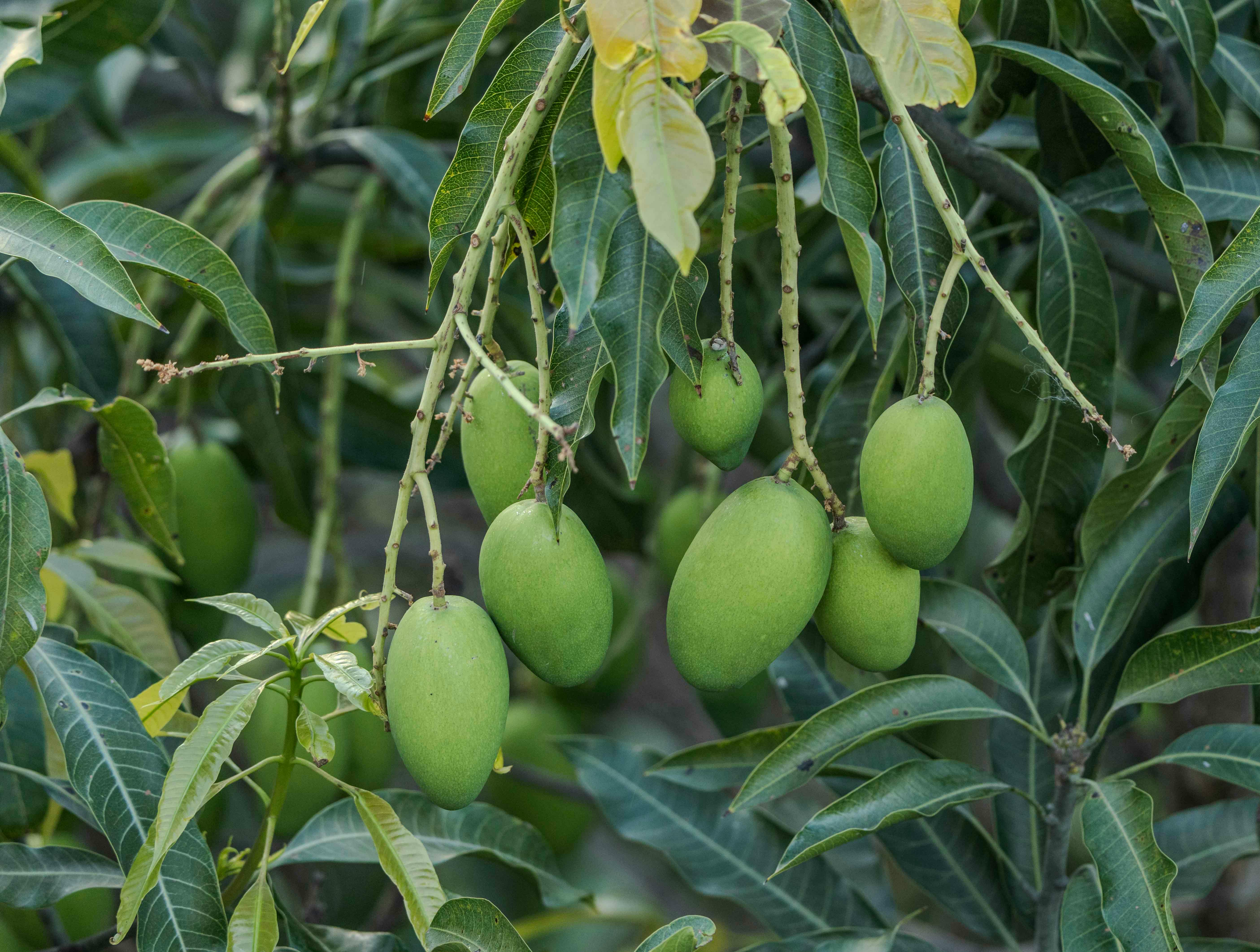 Close-up of Mangoes Hanging on Tree Branches · Free Stock Photo