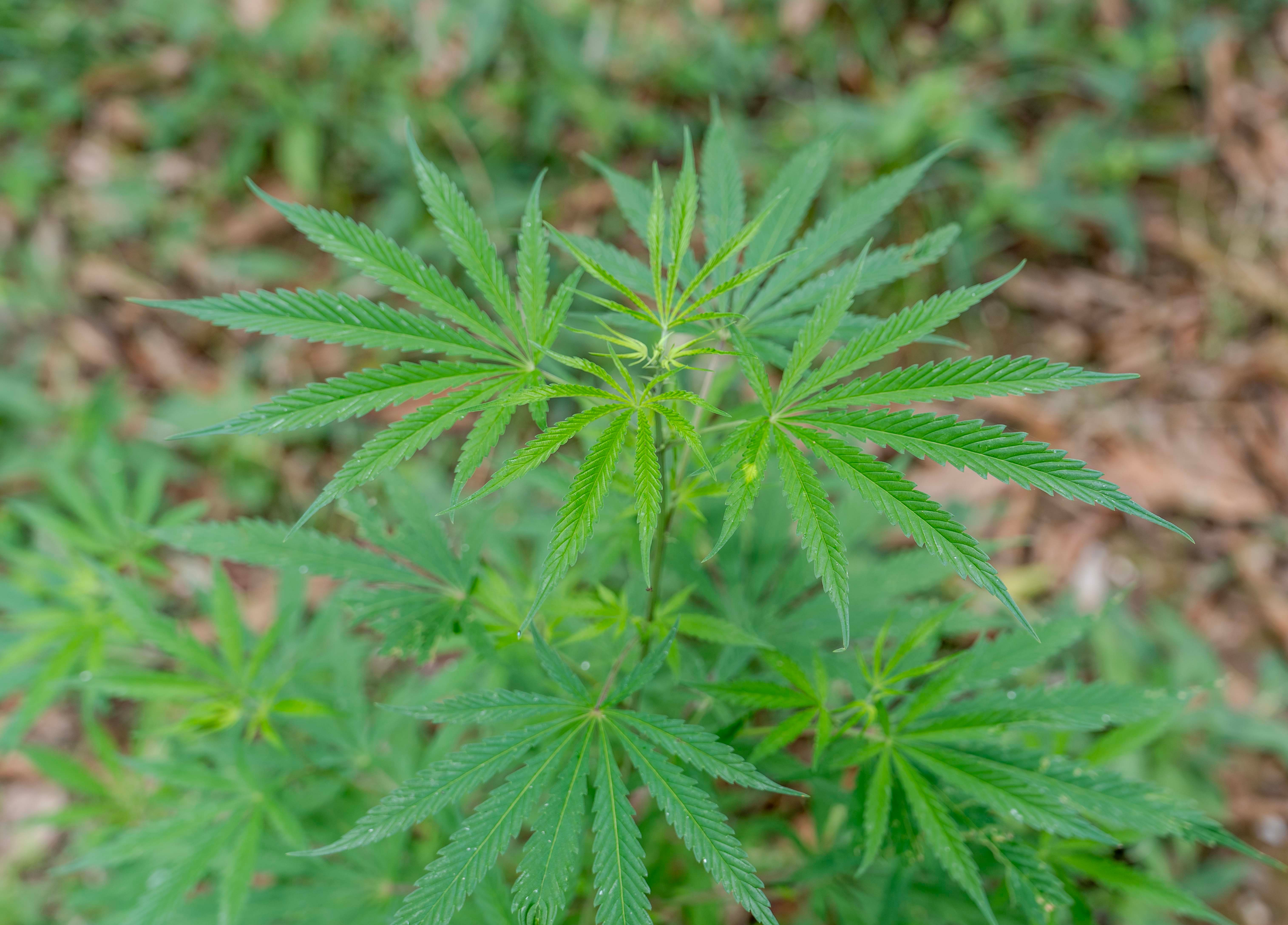 Hemp Plant Photos, Download The BEST Free Hemp Plant Stock Photos & HD ...