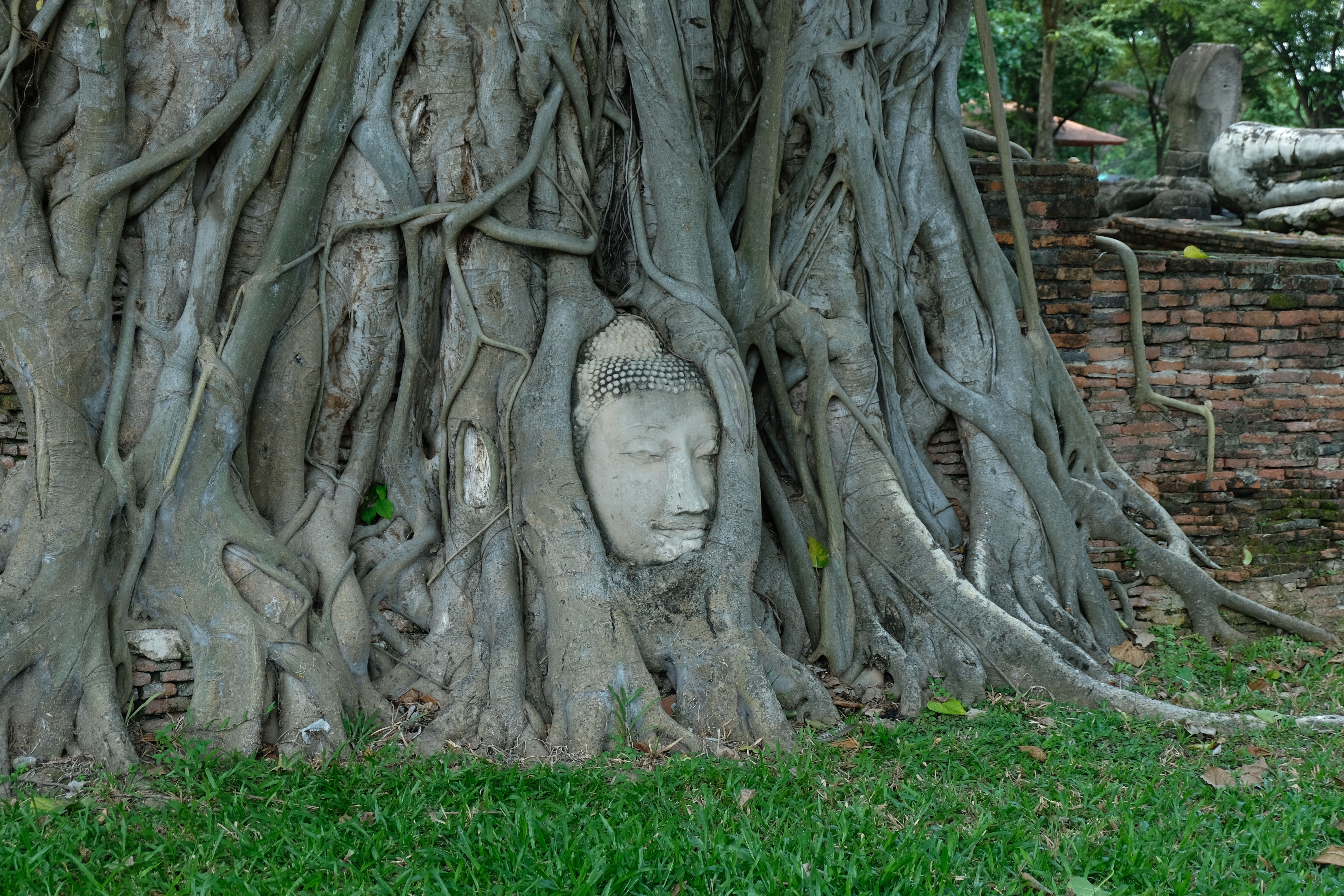 Head In Tree Photos, Download The BEST Free Head In Tree Stock Photos ...