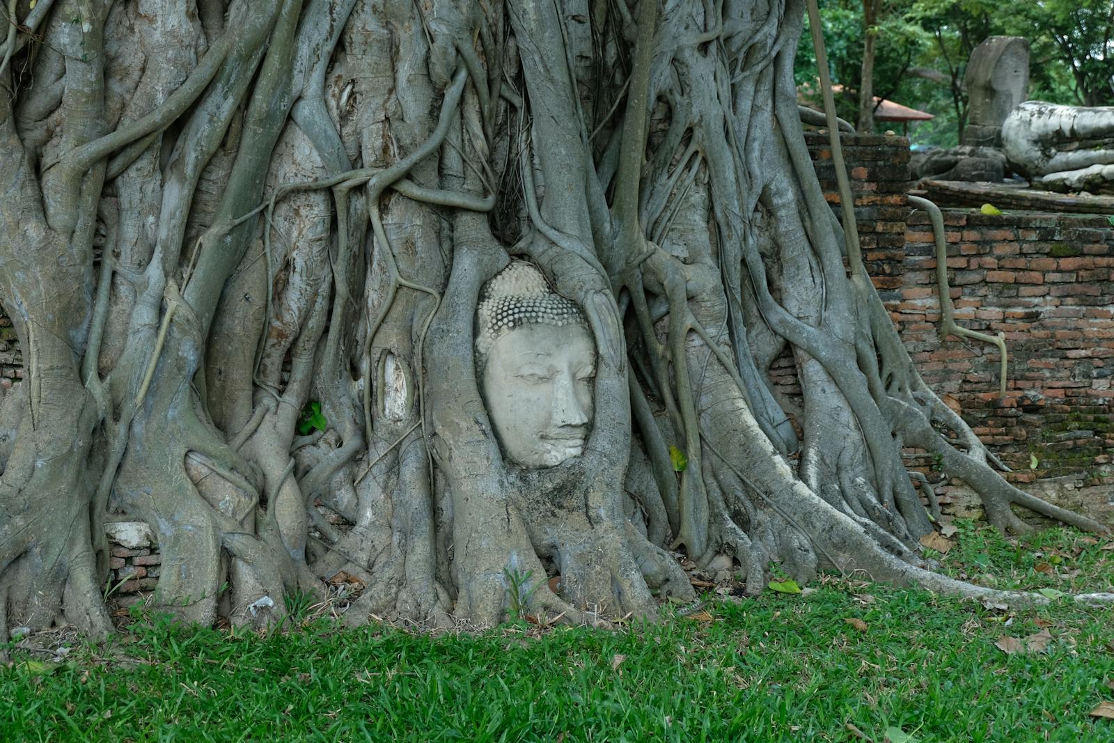 Tree Roots Photos, Download The BEST Free Tree Roots Stock Photos & HD ...