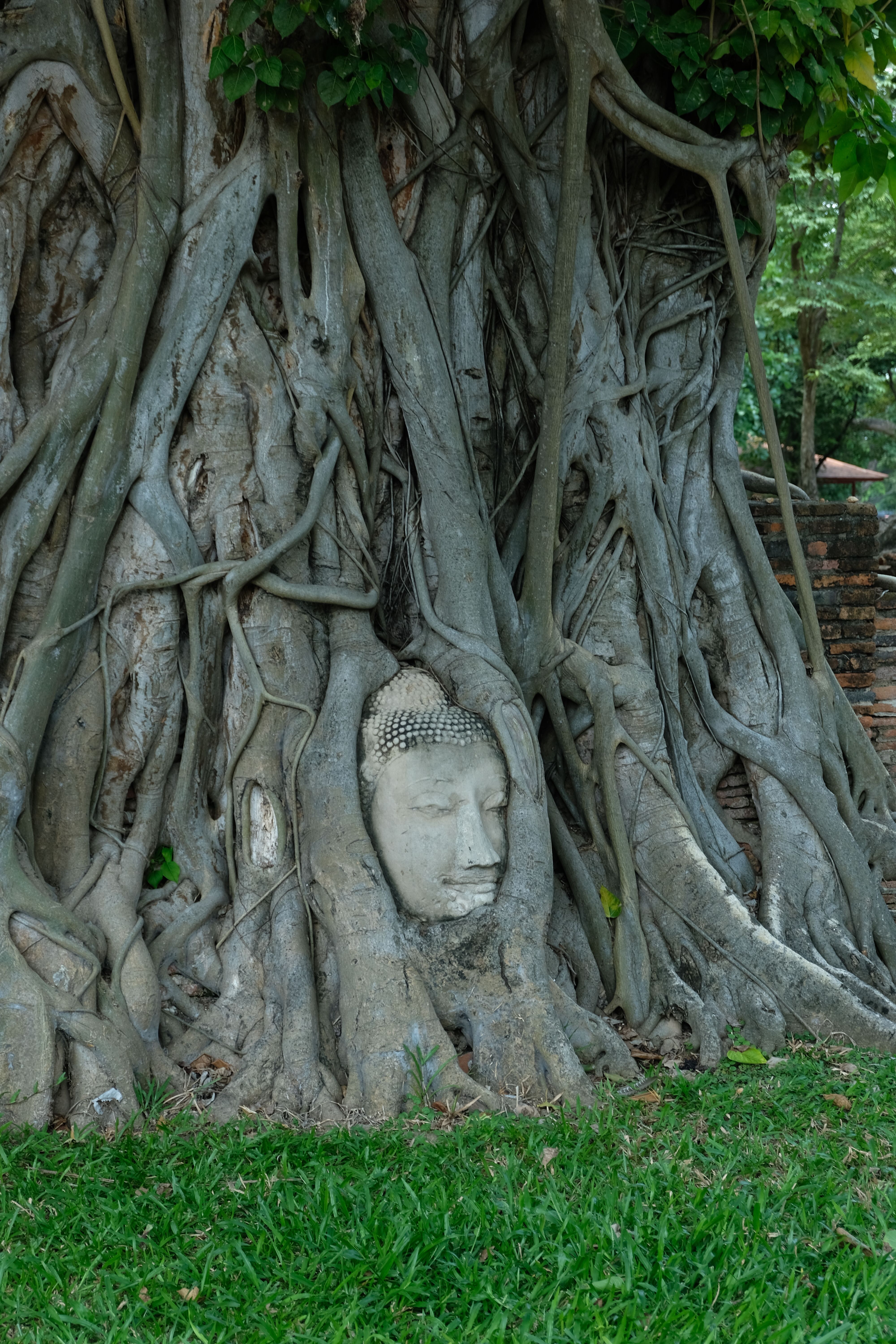 Historic Buddha Head in Ayutthaya Tree Roots · Free Stock Photo