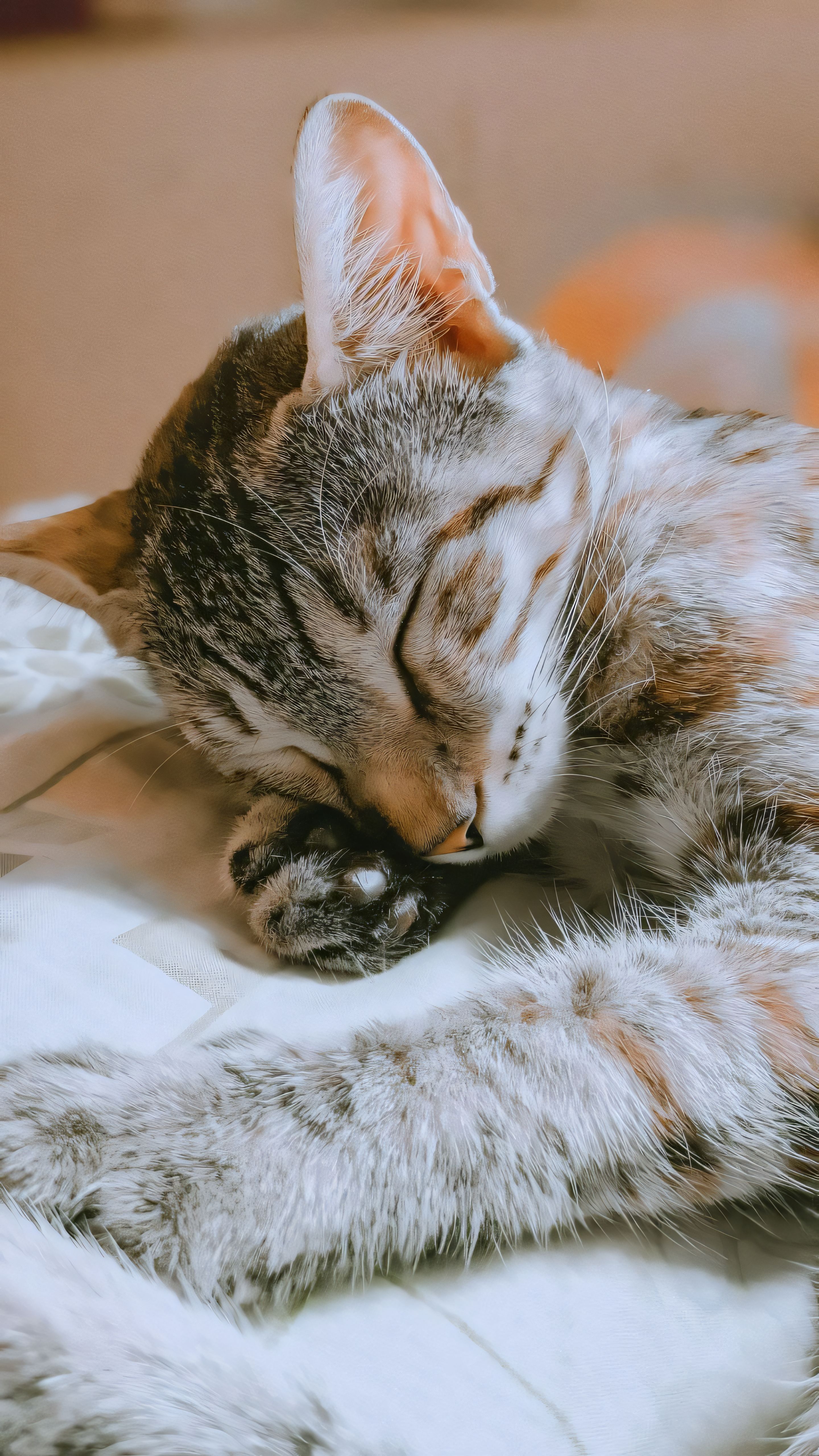 Close-Up Photography of Sleeping Tabby Cat · Free Stock Photo