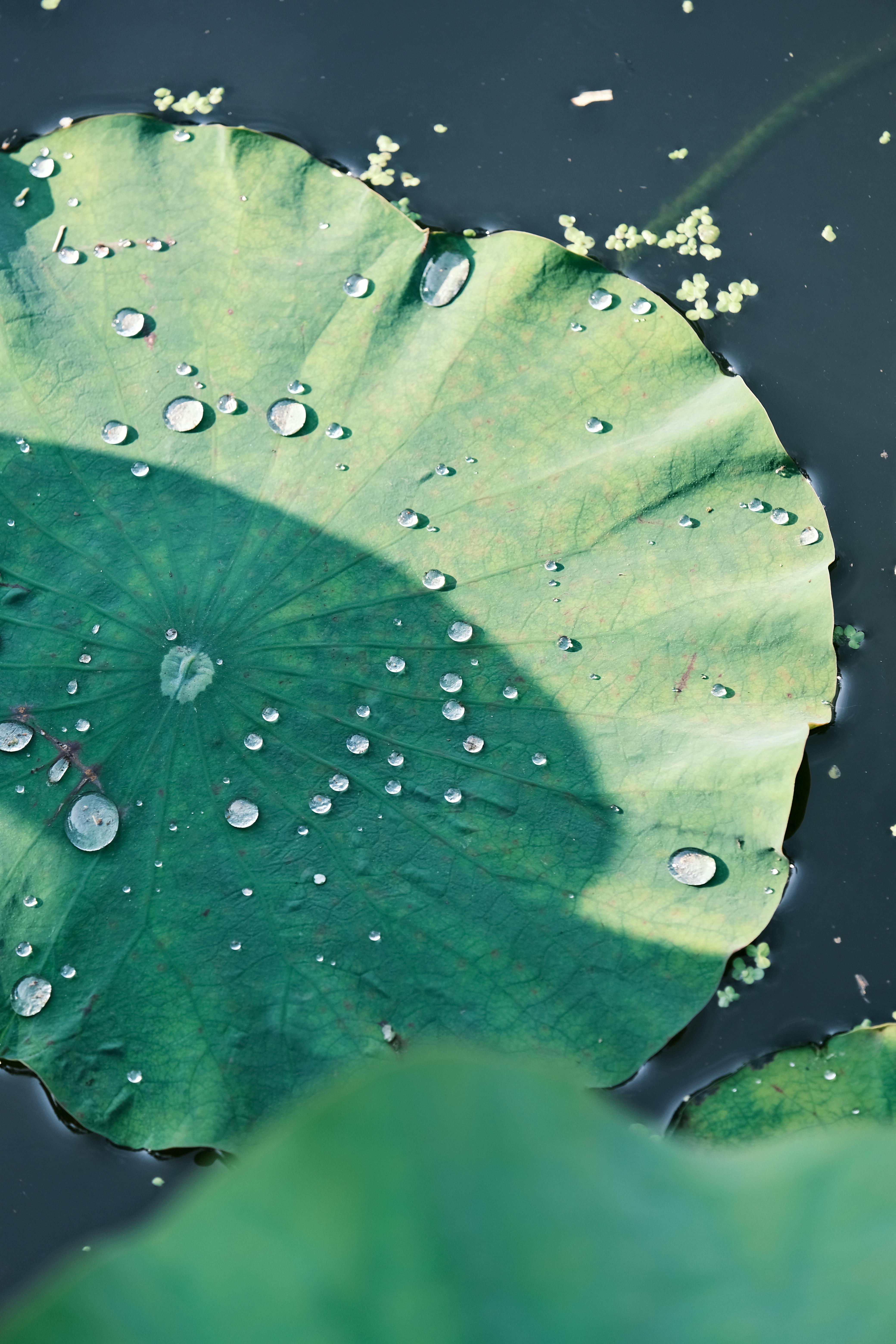 Dil Photo Photos, Download The BEST Free Dil Photo Stock Photos & HD Images