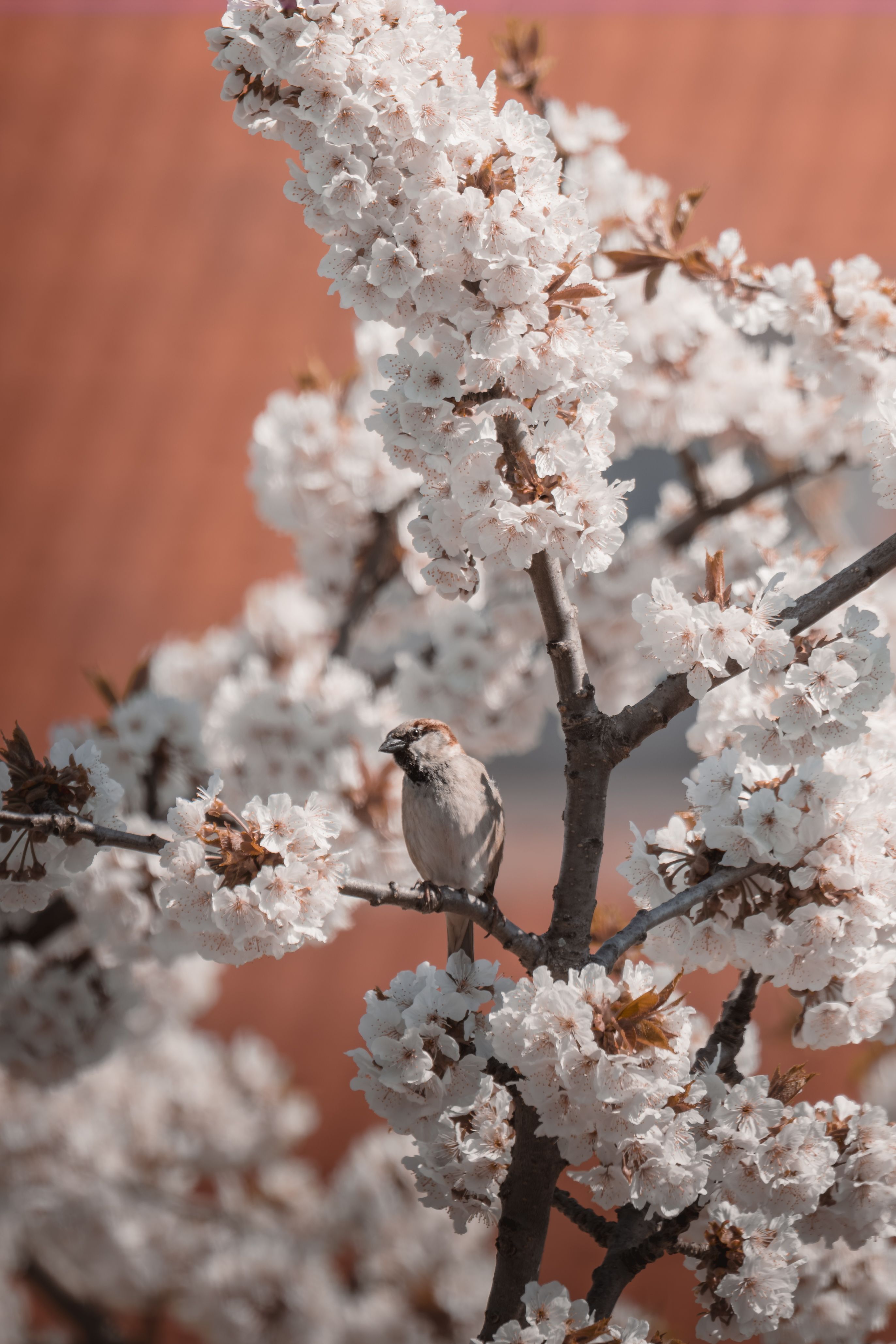 4k Wallpaper Sparrows On A Branch Enjoy Spring Blooms Photos, Download ...