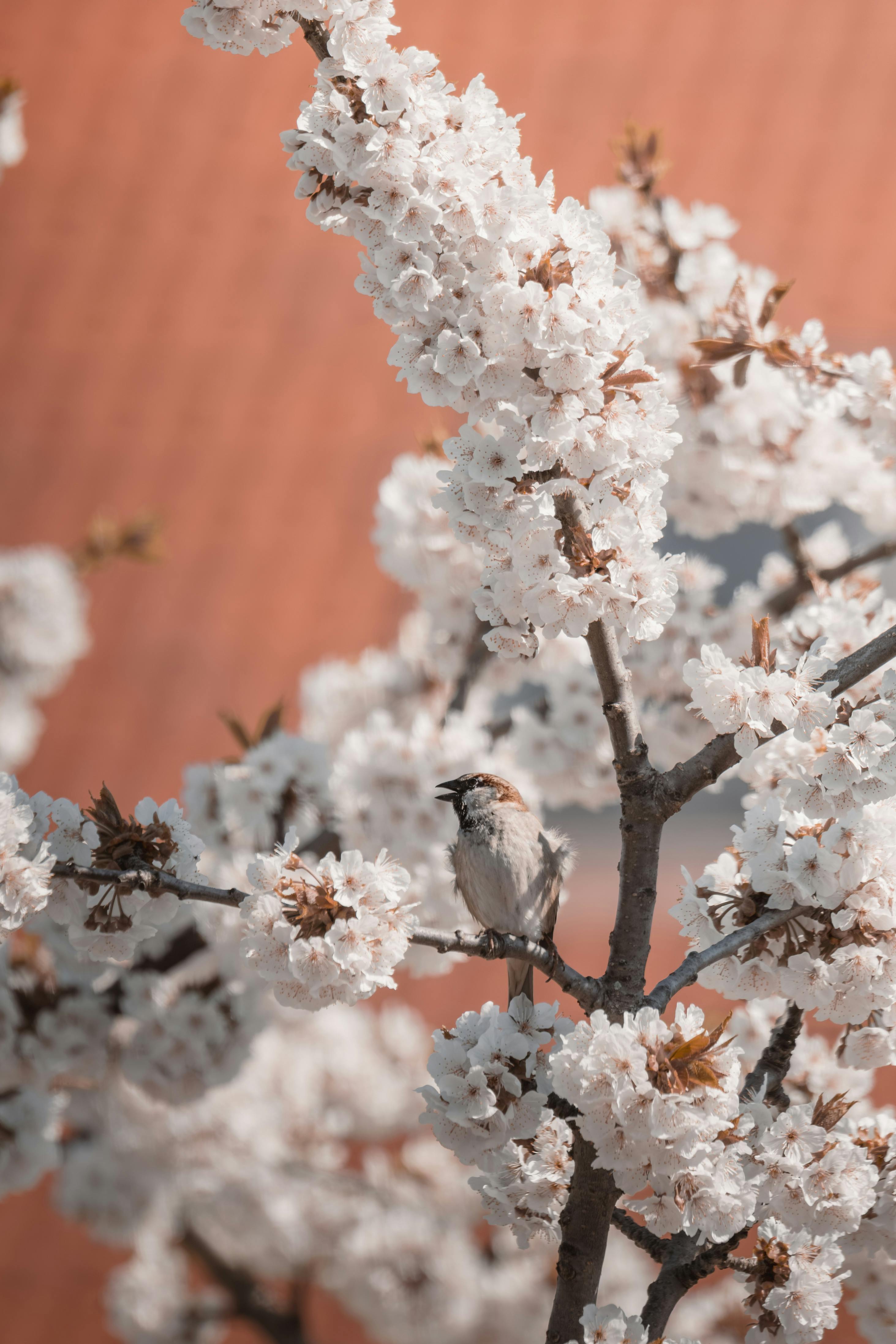4k Wallpaper Sparrows On A Branch Enjoy Spring Blooms Photos, Download ...
