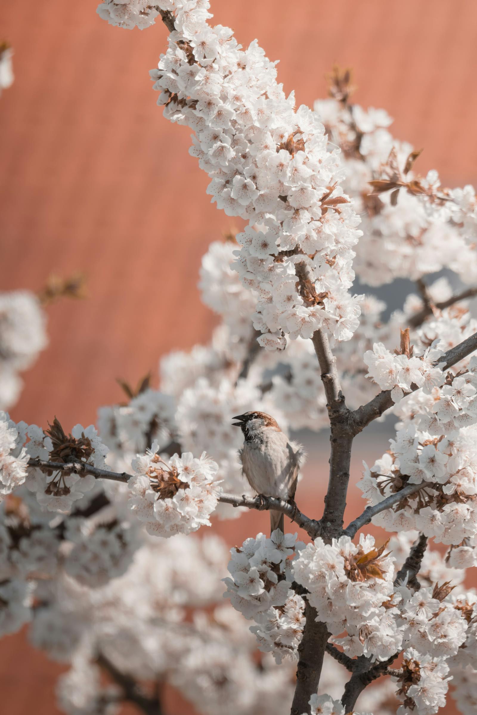 4k Wallpaper Sparrows On A Branch Enjoy Spring Blooms Photos, Download ...