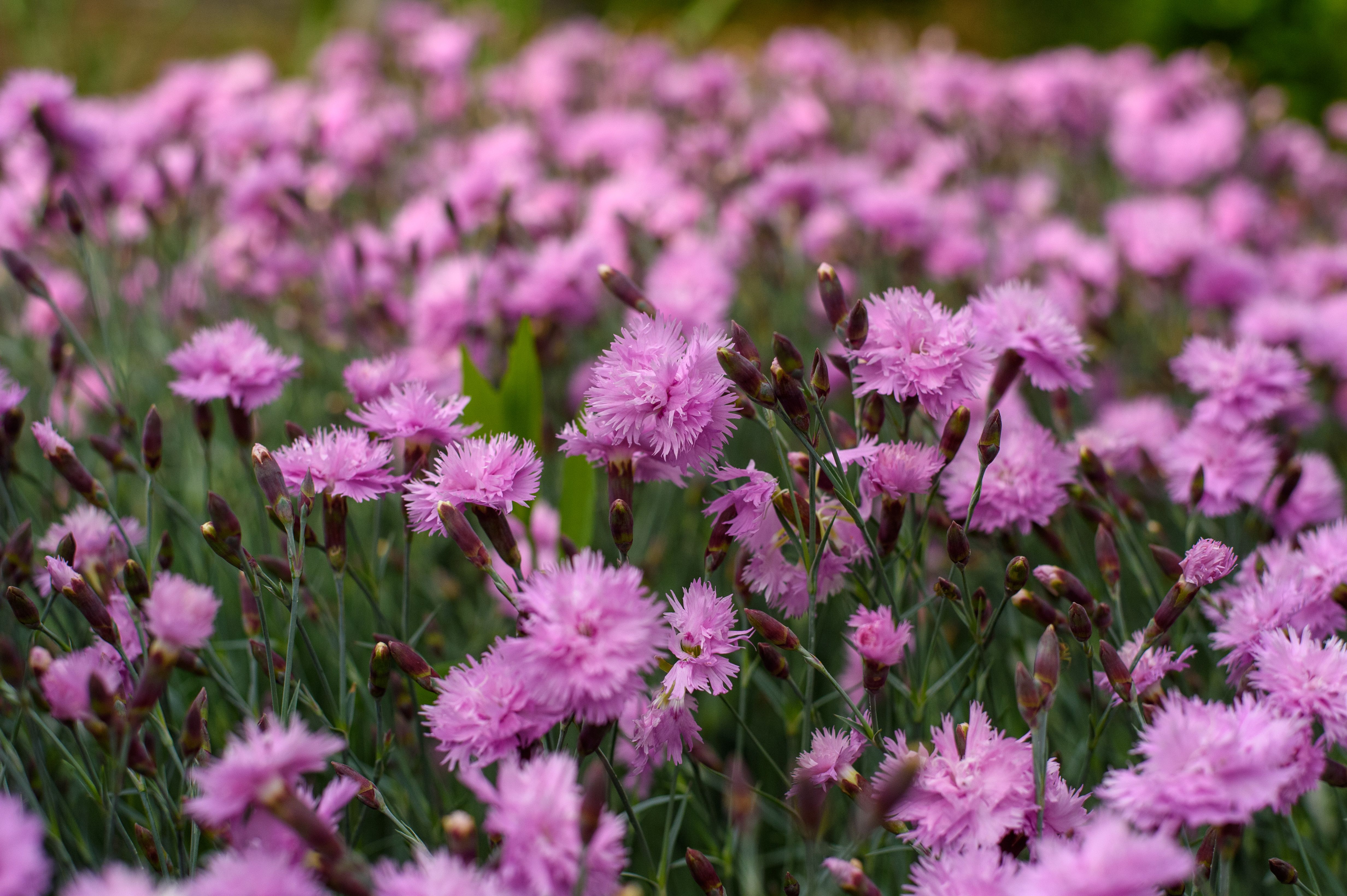Blooming Pink Carnations in Summer Garden · Free Stock Photo