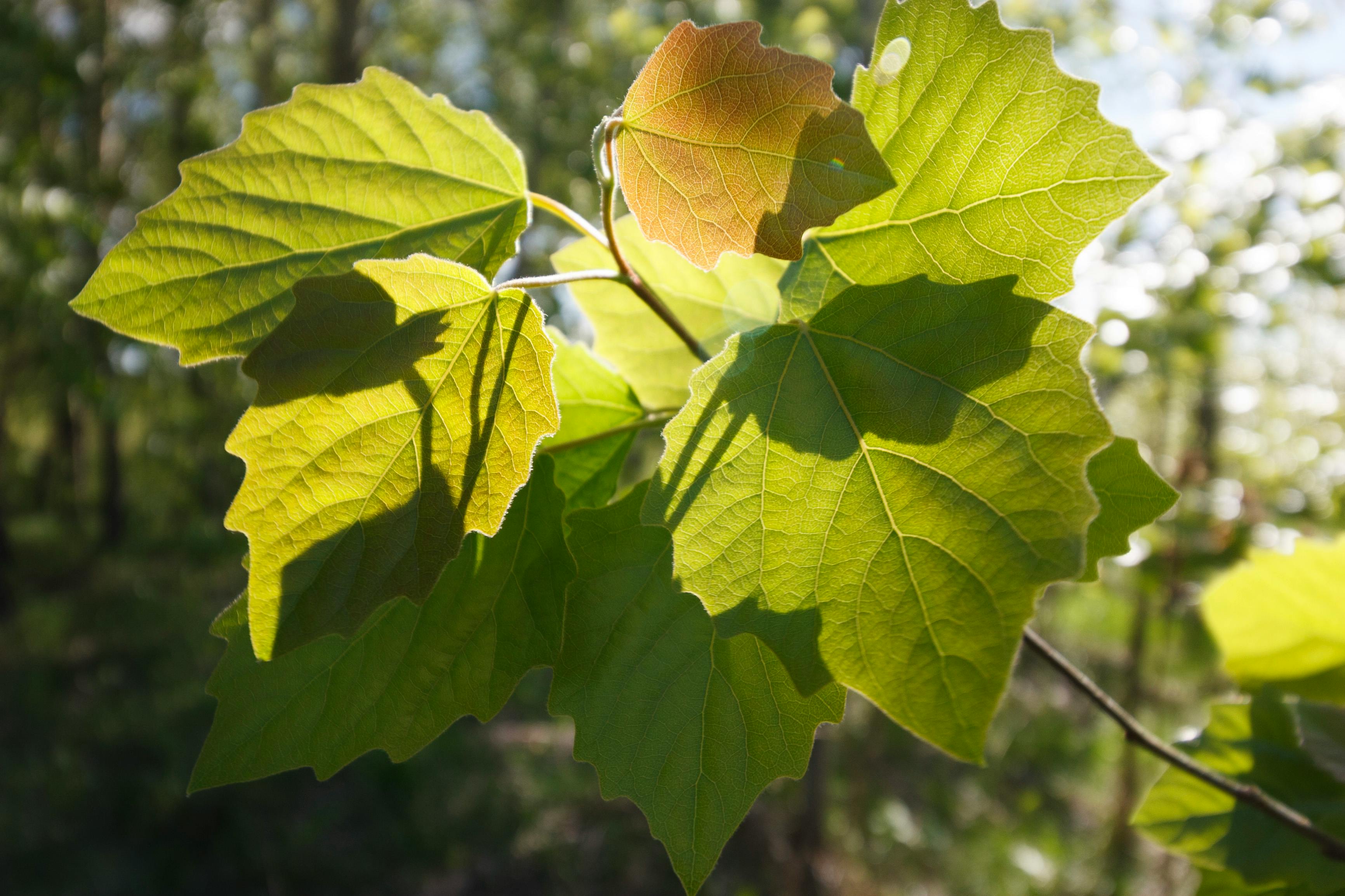 Close-up of Vibrant Green Sycamore Leaves · Free Stock Photo